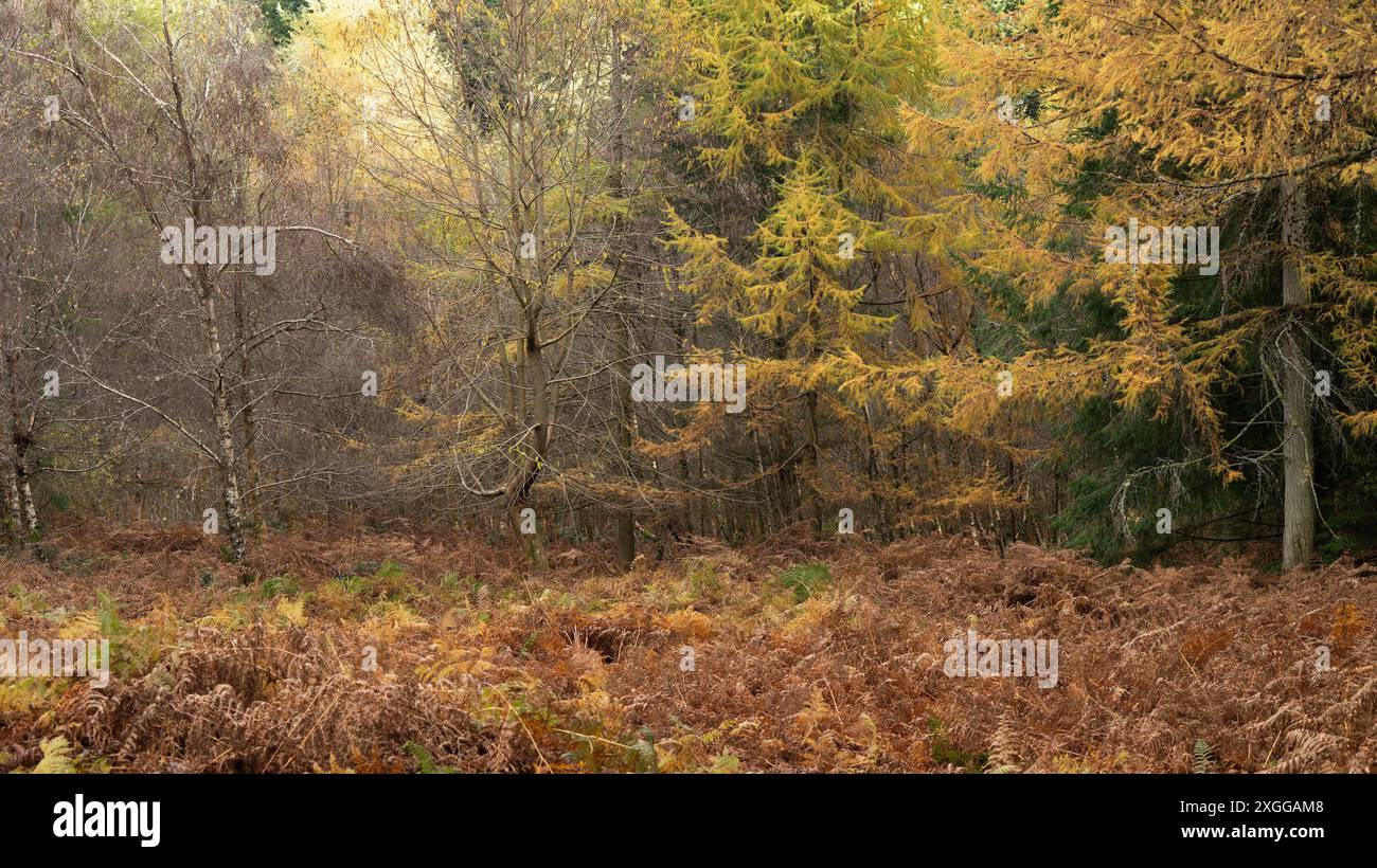 Mixed woodland at Mortimer Forest, Ludlow, Shropshire, UK Stock Photo ...
