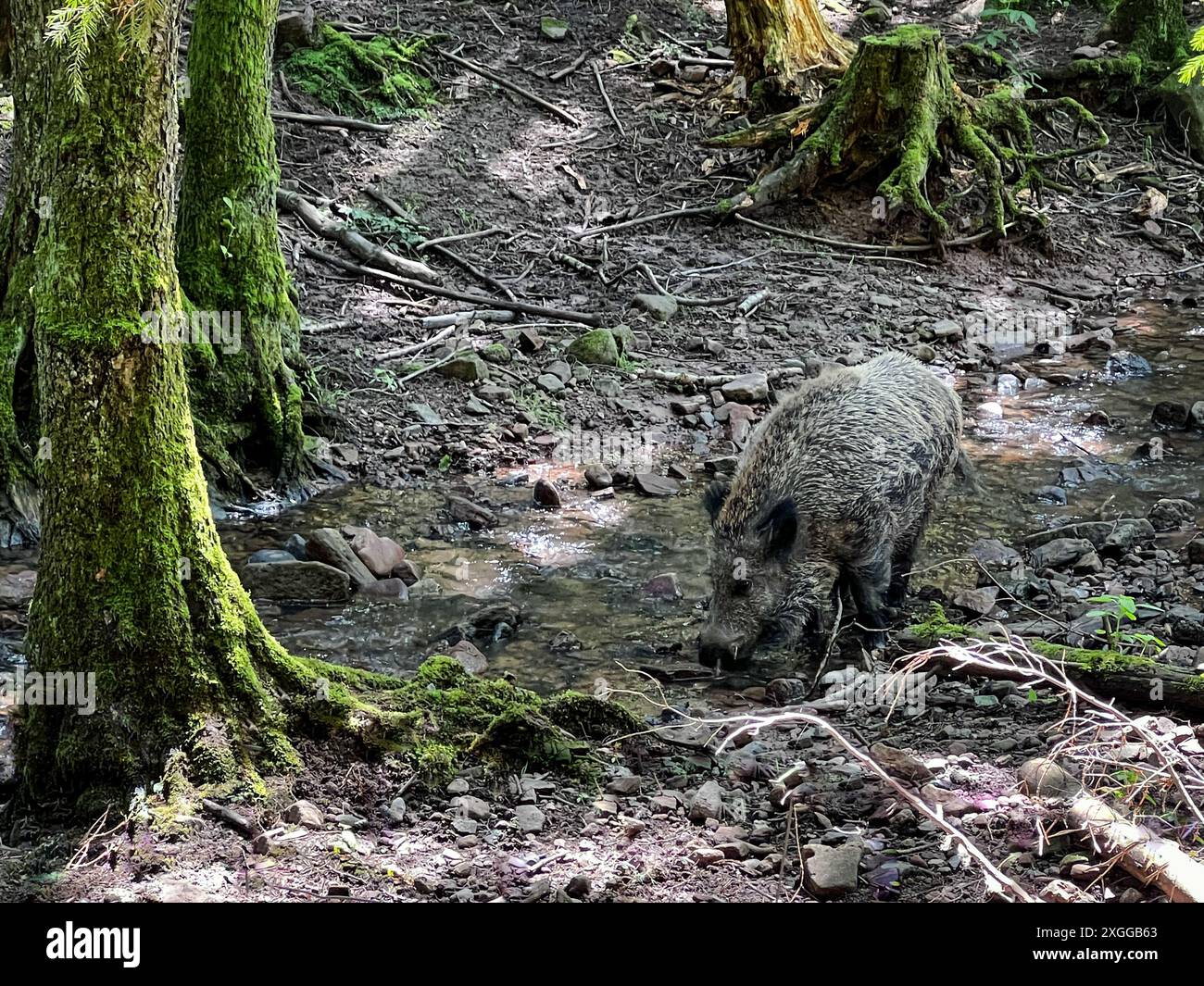 wild boar, forest, wild, wild boar, pig, tree, dangerous, animal, wild ...