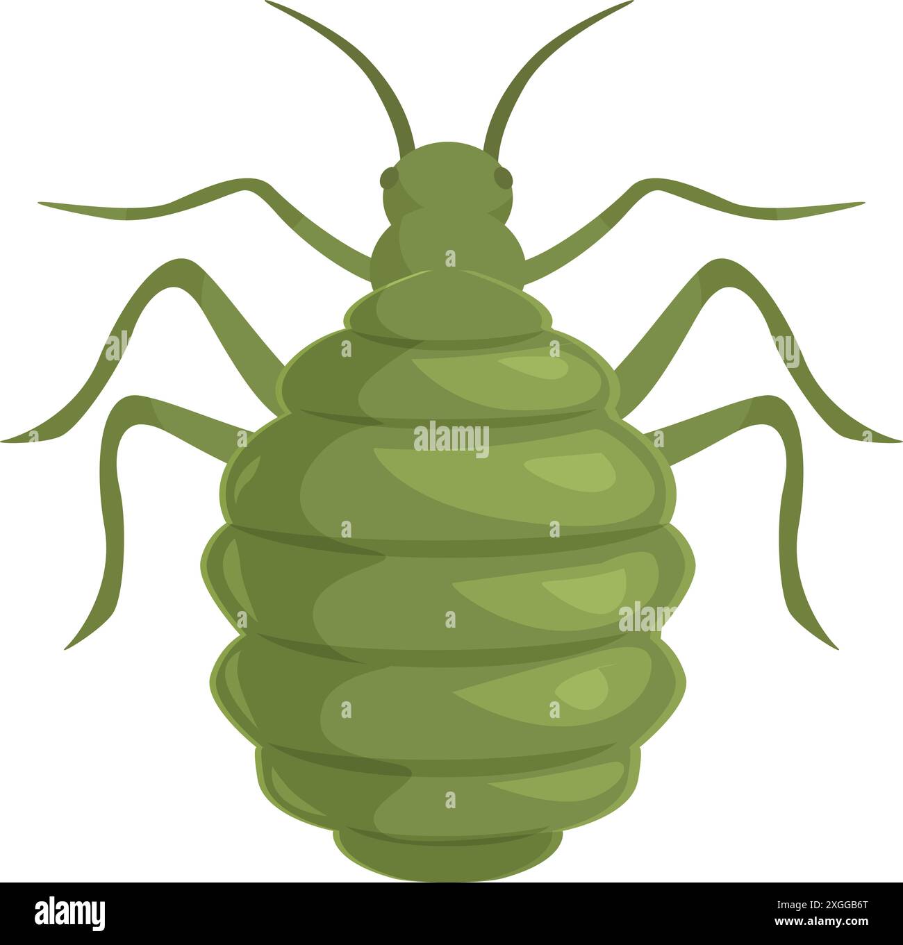 Green aphid bug with segmented body and long legs crawling on a white ...