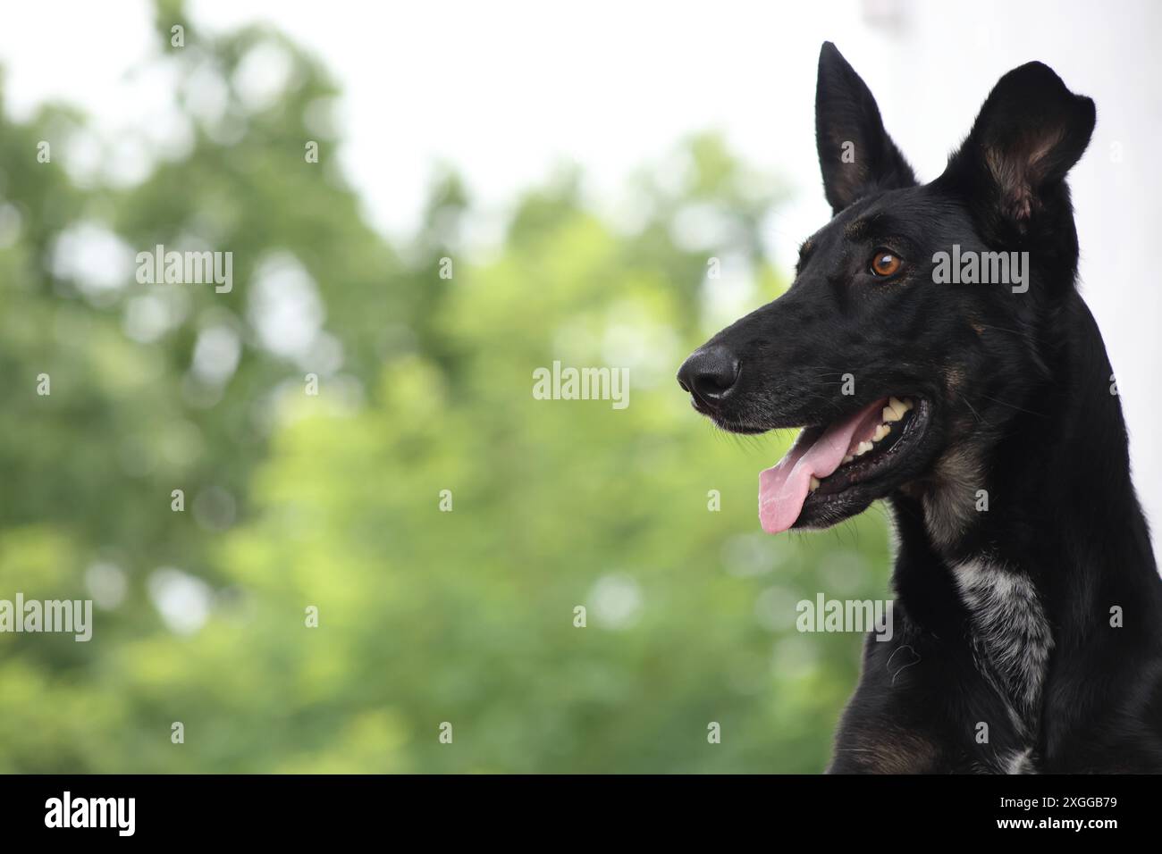 Black dog, mixed breed, with white spotted chest, one bent ear and ...