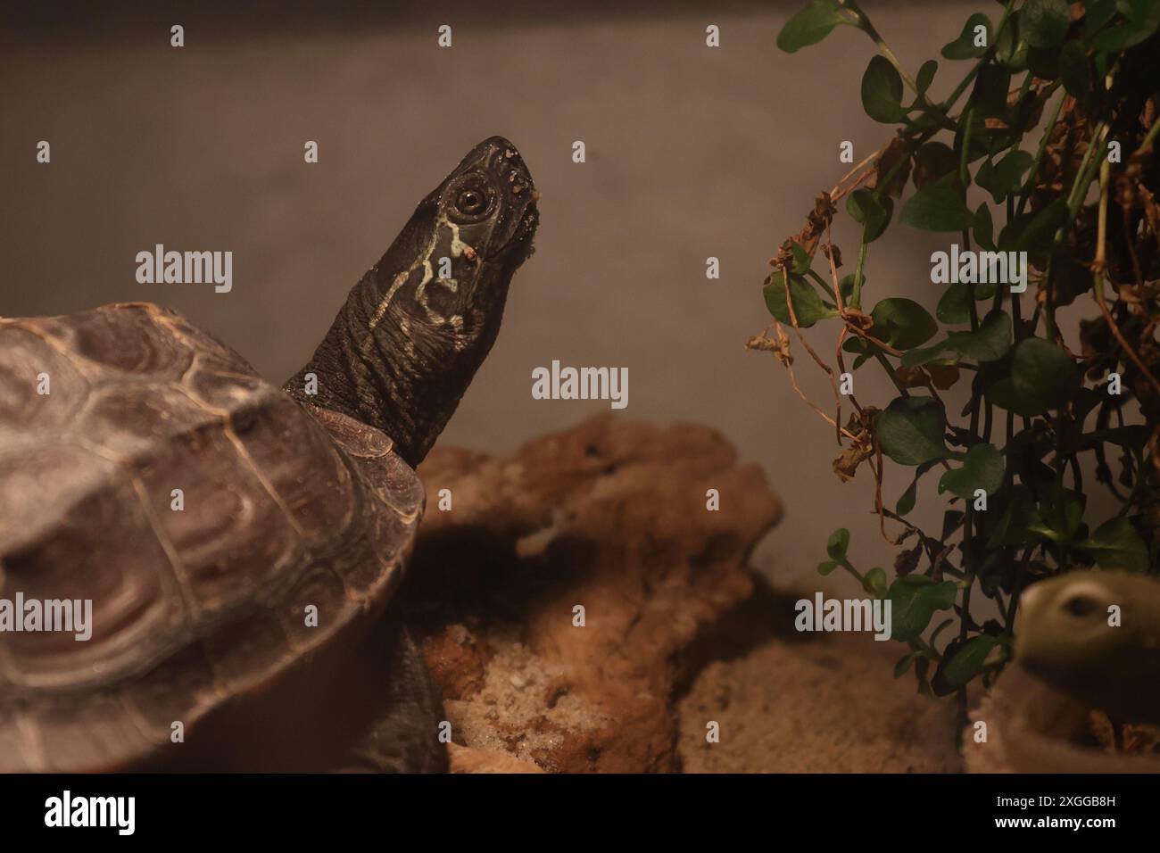 Chinese three-keeled pond turtle (Mauremys reevesii), photographed from ...