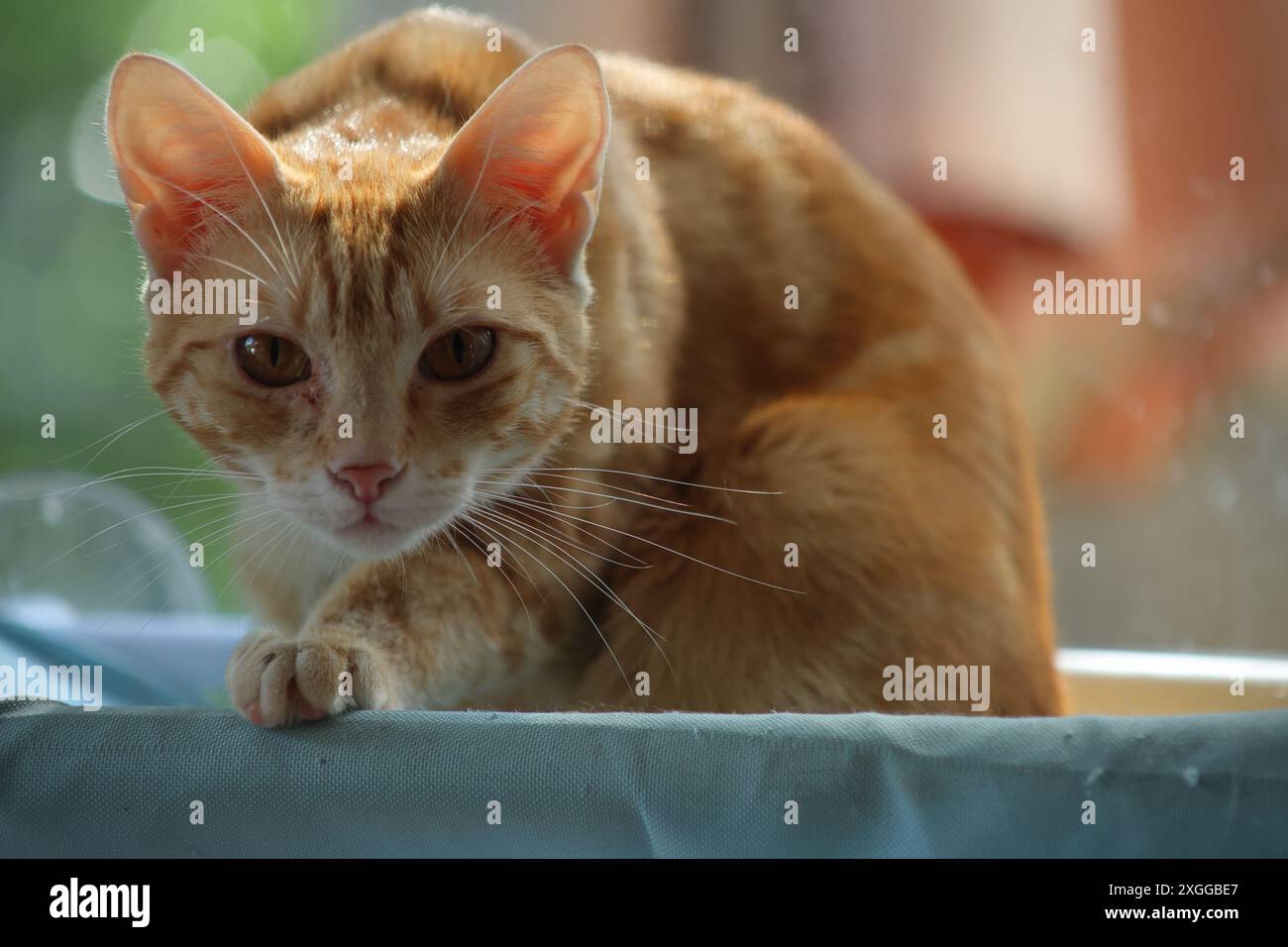 Orange cat in stalking position, looking directly at the camera, head ...