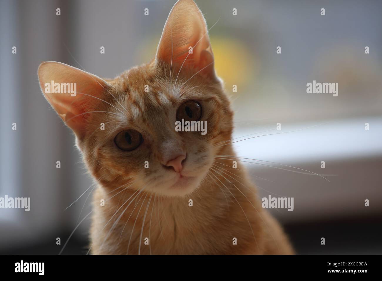 Orange cat, looking curiously at the camera, head tilted questioningly ...