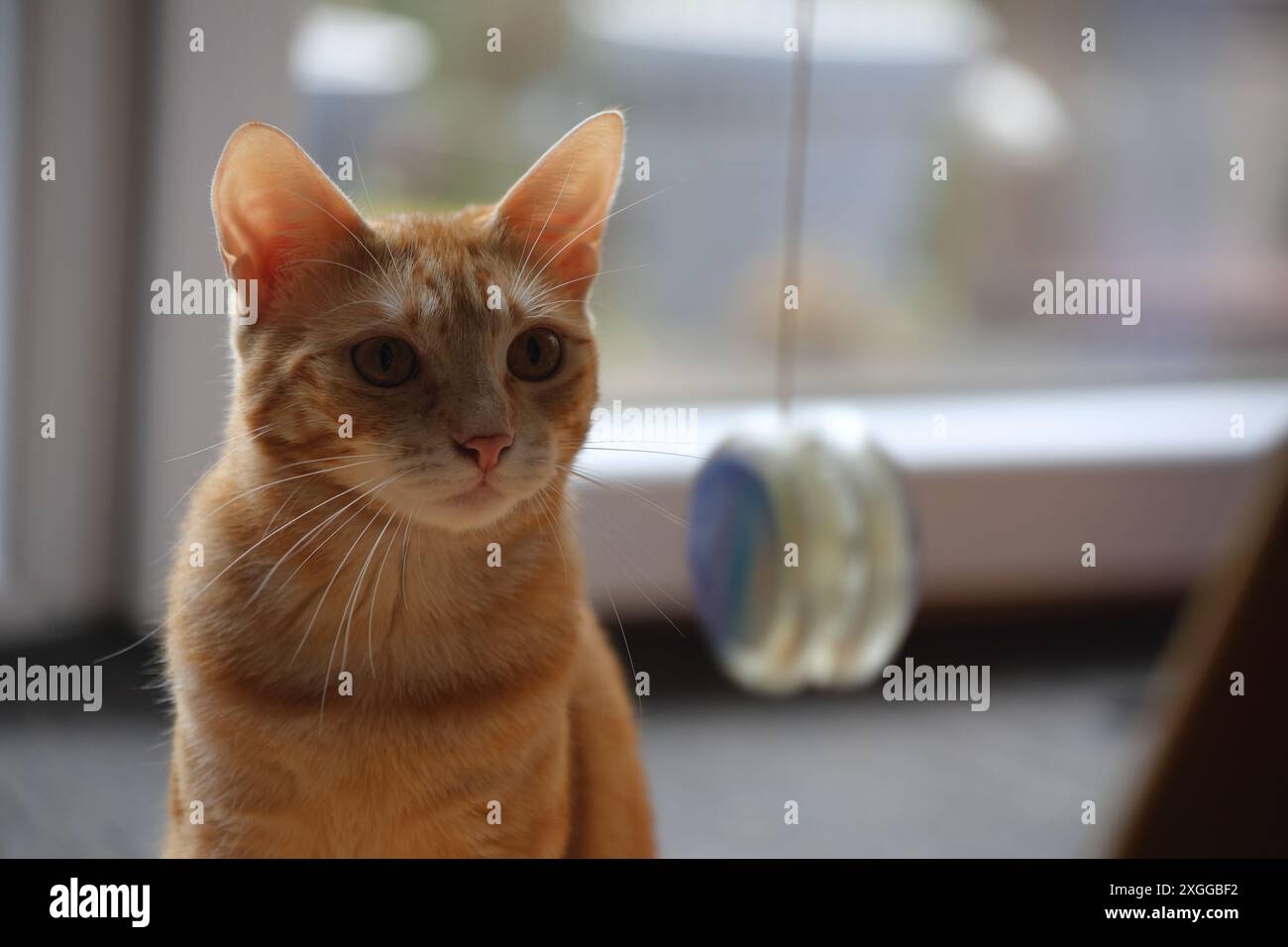 Fixating hi-res stock photography and images - Alamy