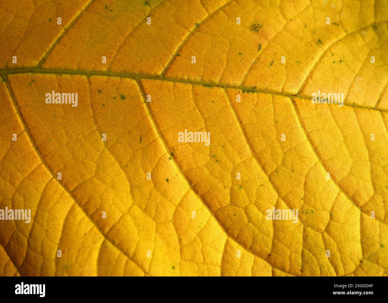 Close up of Fiber structure of dry leaves texture background. Cell ...