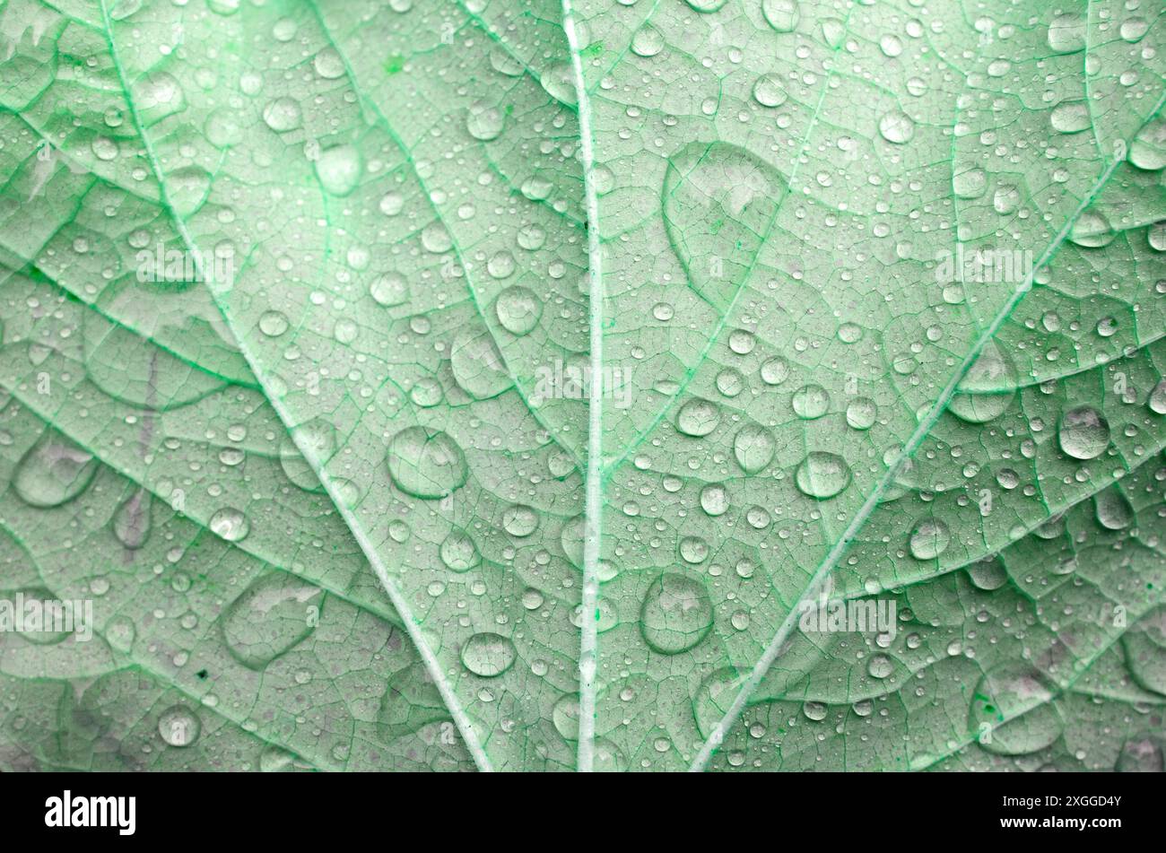 Macro closeup of Beautiful leaf with drop of water nature background ...
