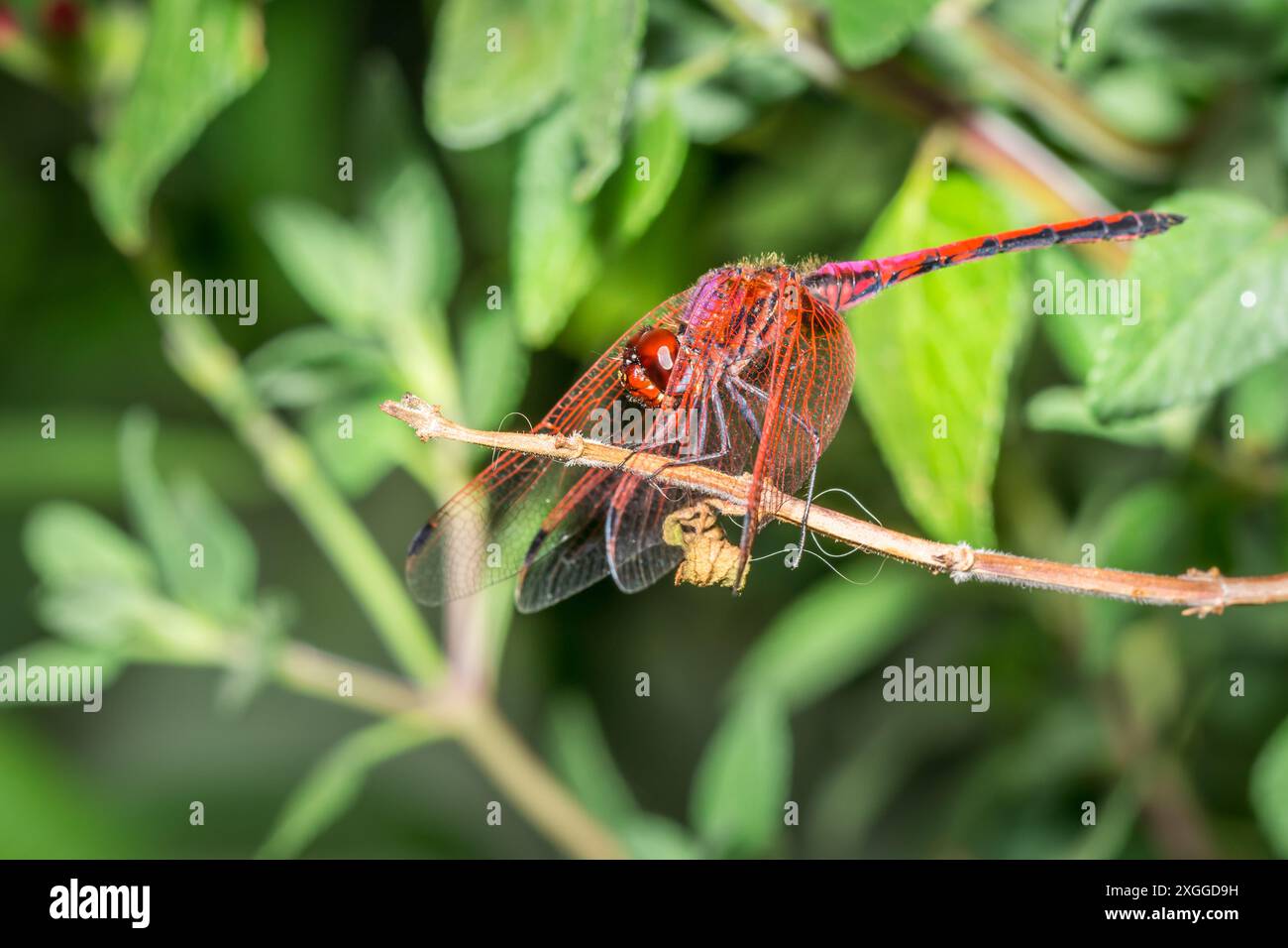Red-veined Dropwing Dragonfly (Trithemis arteriosa) sitting, South ...