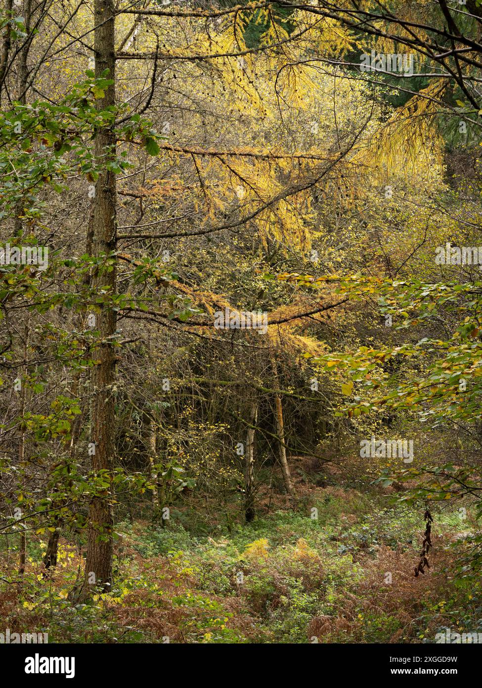 Mixed woodland at Mortimer Forest, Ludlow, Shropshire, UK Stock Photo ...