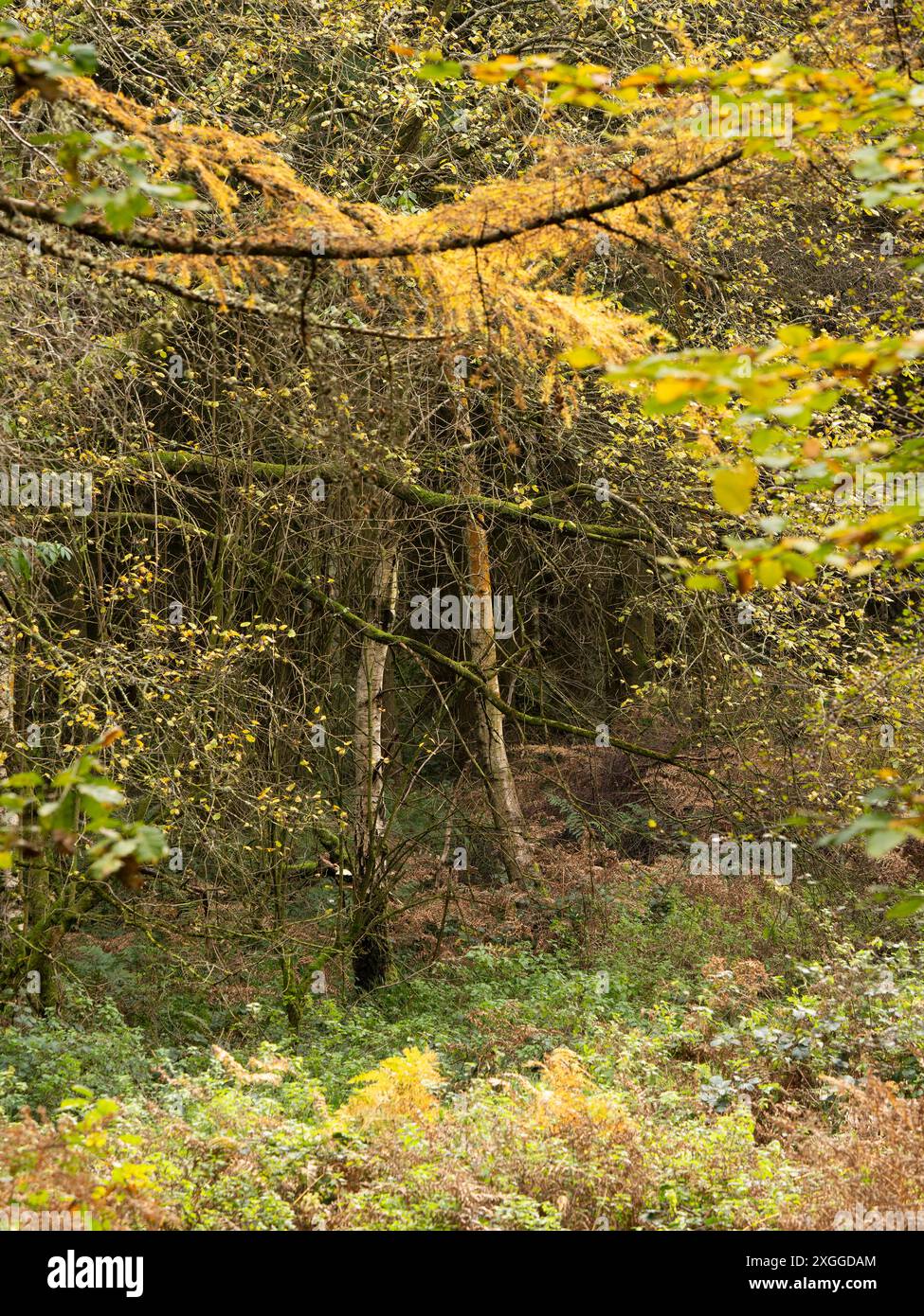 Mixed woodland at Mortimer Forest, Ludlow, Shropshire, UK Stock Photo ...