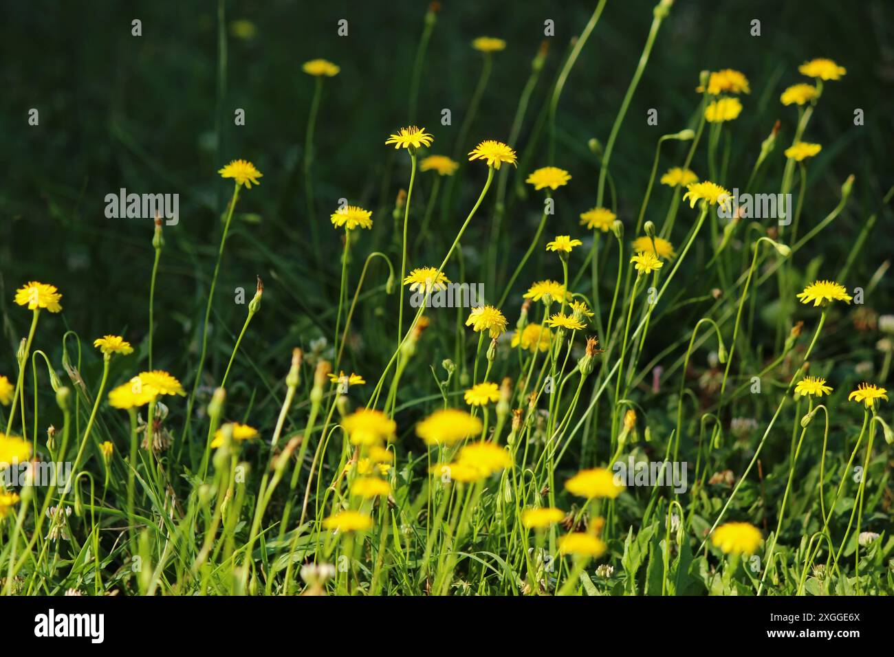 Crepis setosa hi-res stock photography and images - Alamy