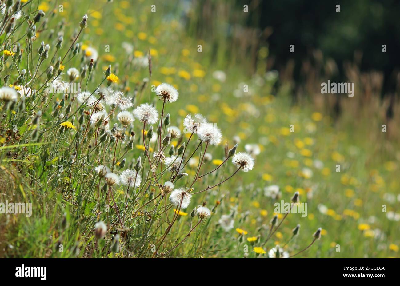 Bristly hawksbeard flower (Crepis setosa Stock Photo - Alamy