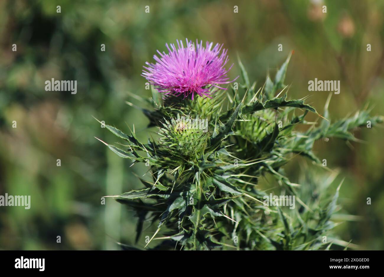 Spiny Plumeless Thistle Carduus Acanthoides Stock Photo Alamy