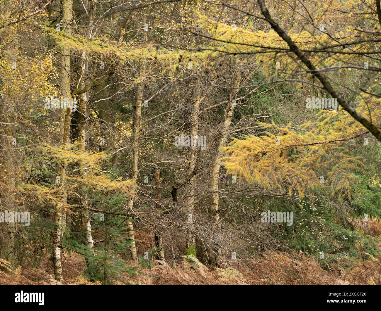 Mixed woodland at Mortimer Forest, Ludlow, Shropshire, UK Stock Photo ...