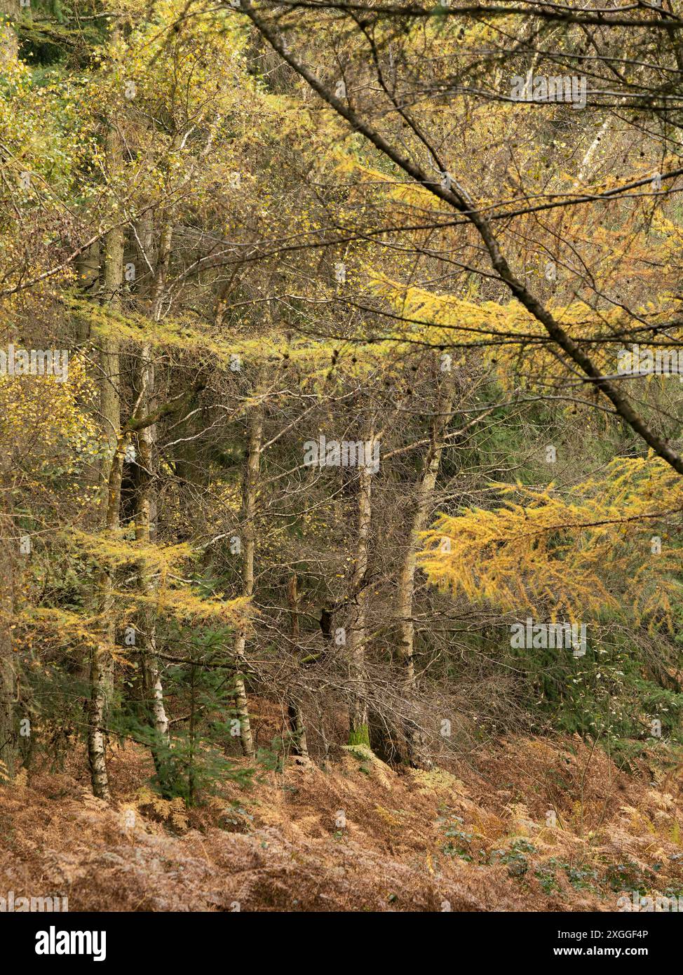 Mixed woodland at Mortimer Forest, Ludlow, Shropshire, UK Stock Photo ...
