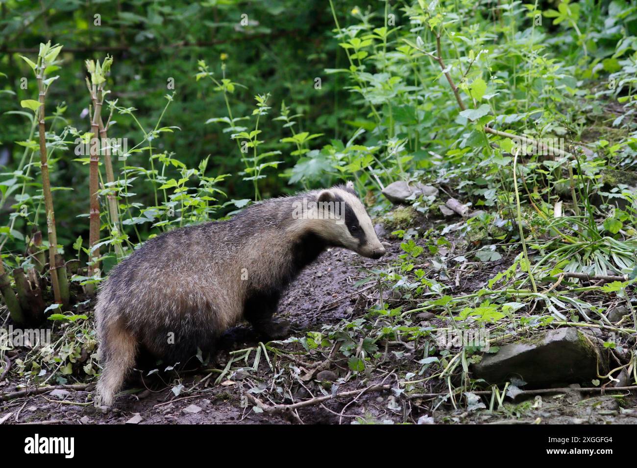 BADGER foraging, UK Stock Photo - Alamy