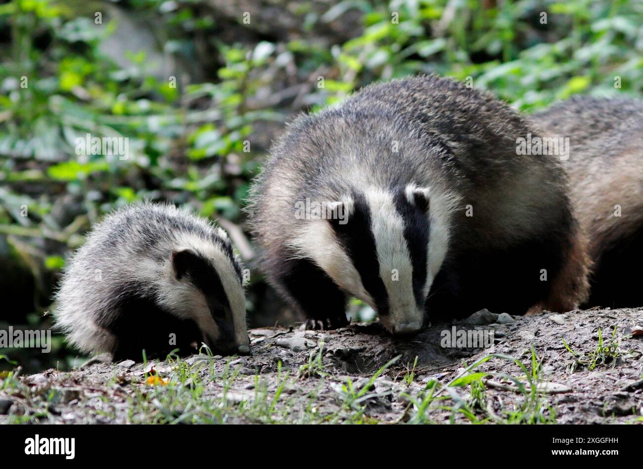 Eurasian badger young hi-res stock photography and images - Alamy