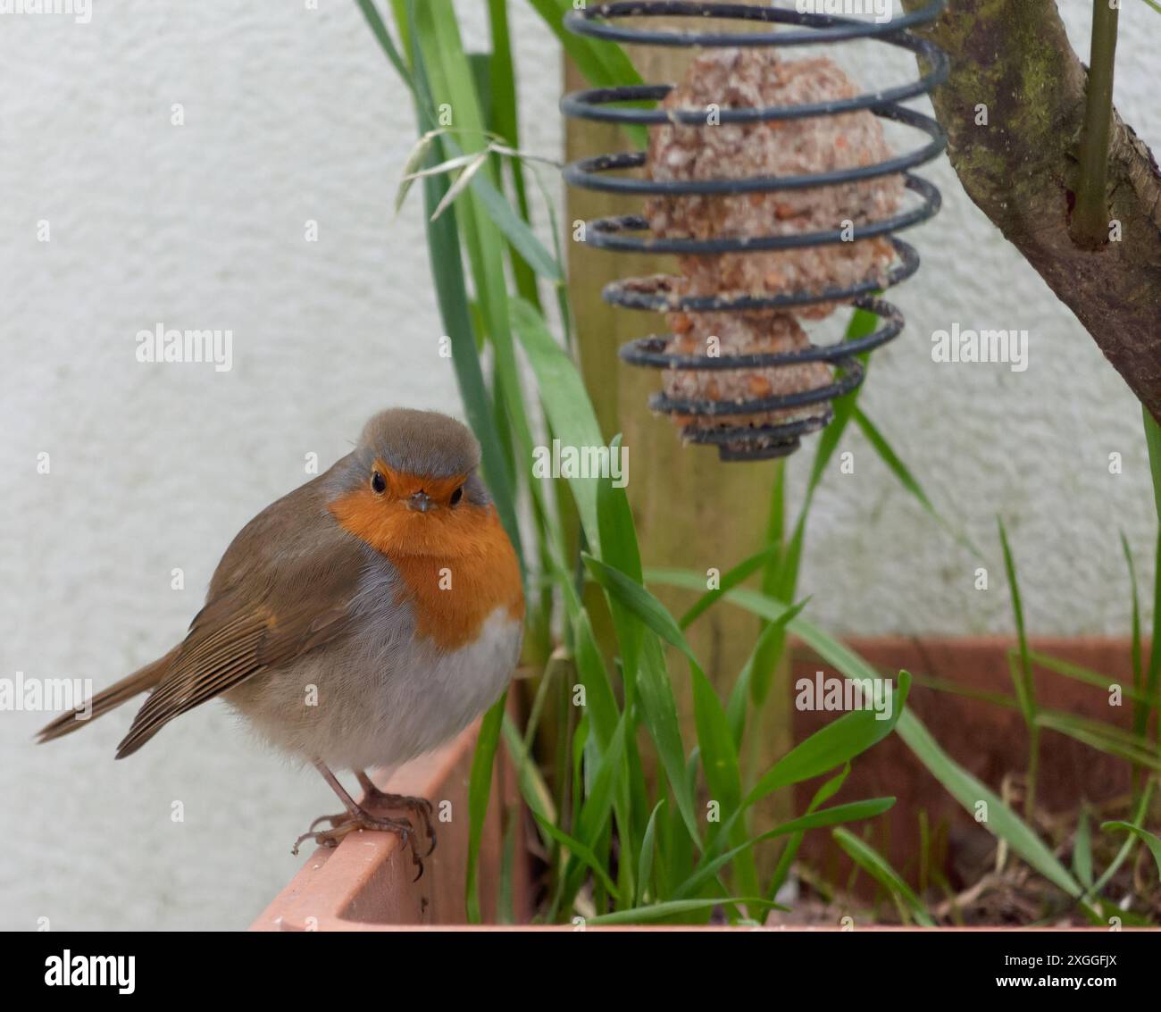 Balcony nature garden birds hi-res stock photography and images - Alamy
