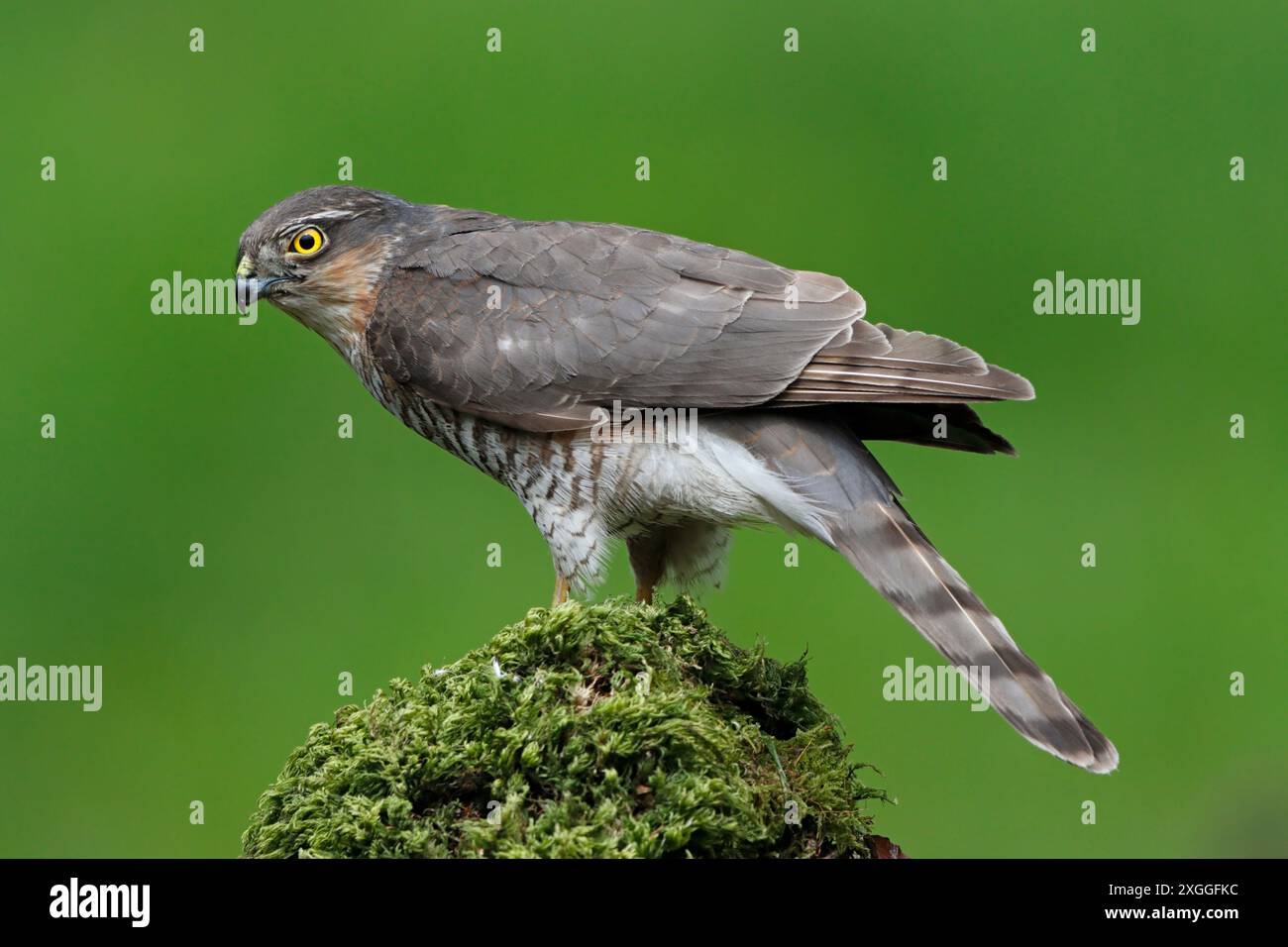 SPARROWHAWK, female, UK Stock Photo - Alamy