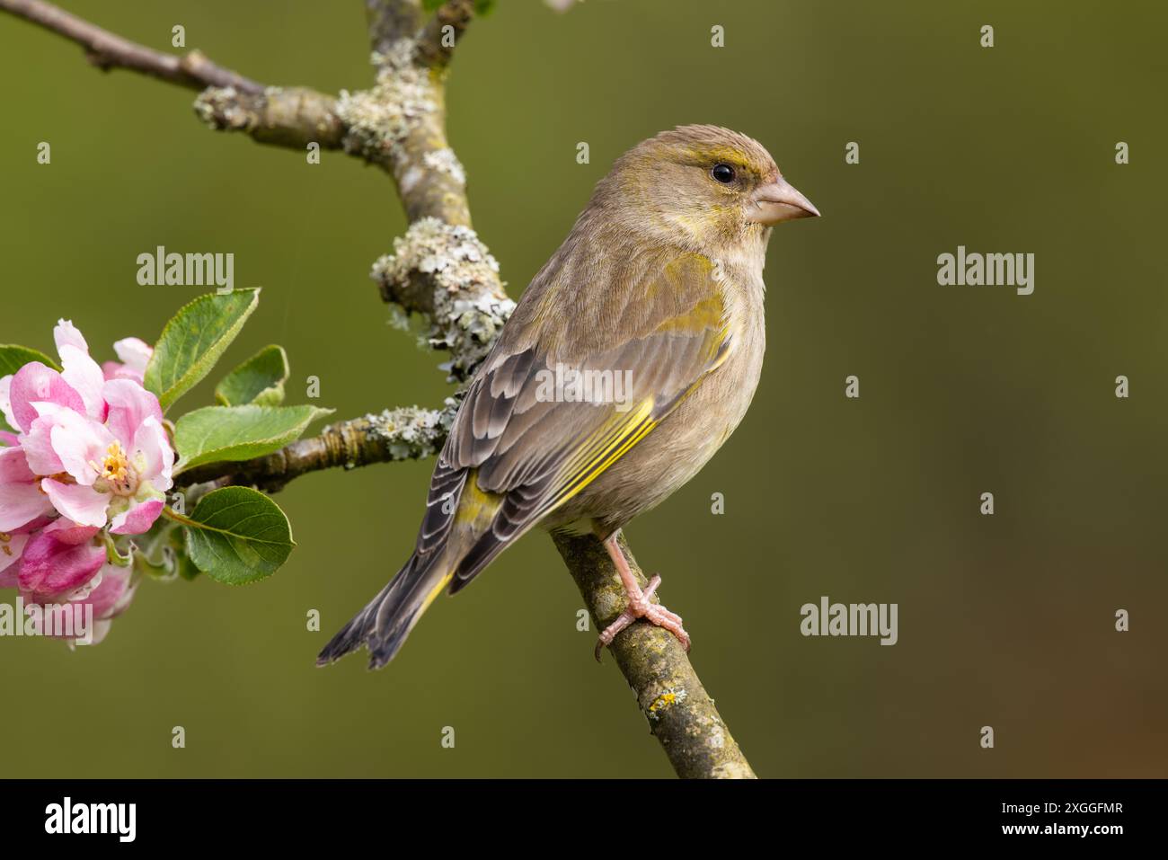 Female greenfinch in tree hi-res stock photography and images - Alamy