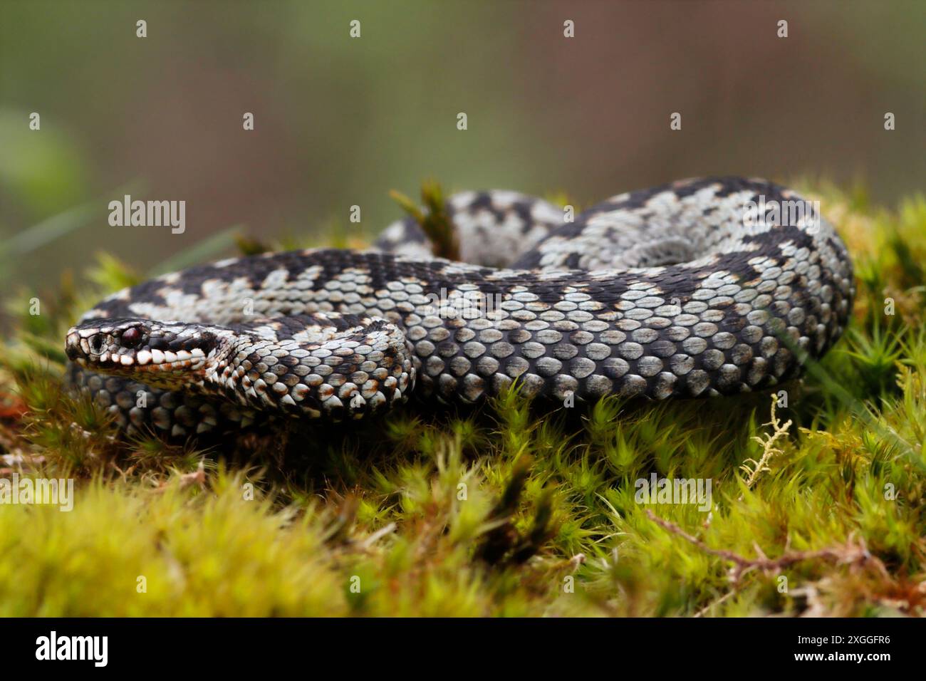 ADDER (Vipera berus) male snake on moss, UK Stock Photo - Alamy