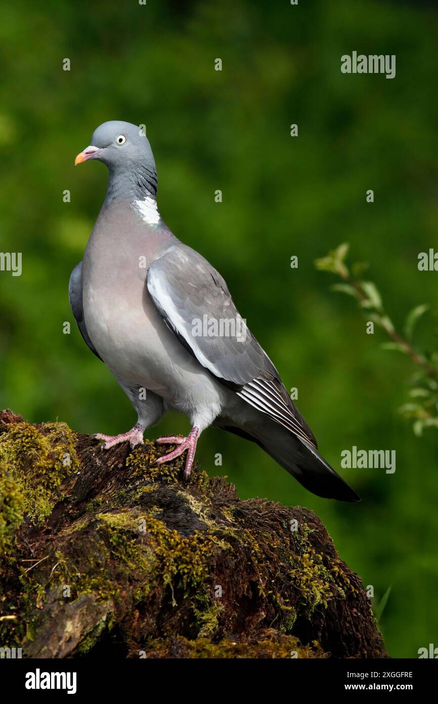 WOODPIGEON (Columba palumbus) on a stump in a woodland setting, UK ...