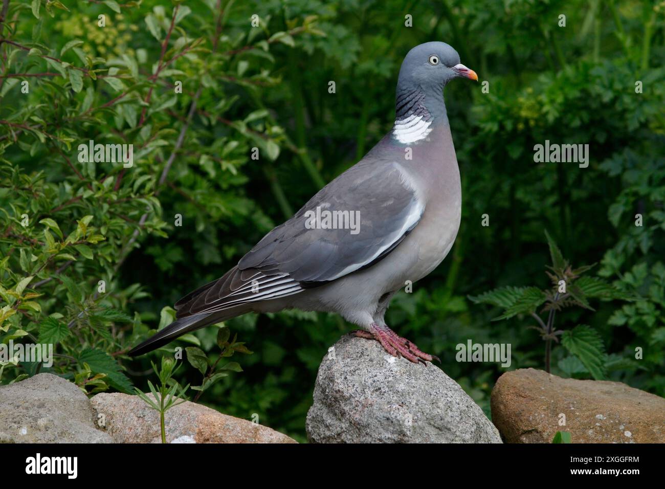 Wood pigeons scotland hi-res stock photography and images - Alamy