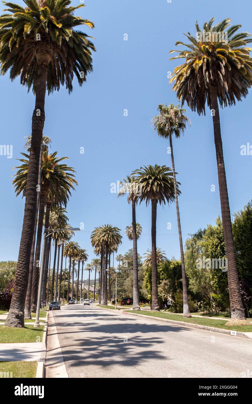 Beverly Hills Street Lined With Palm Trees California Stock Photo - Alamy