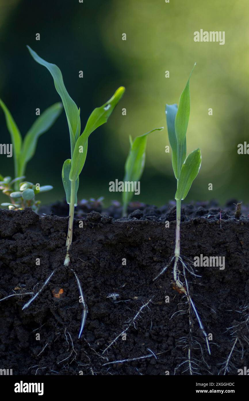 Young corn plants with roots in the soil Stock Photo - Alamy