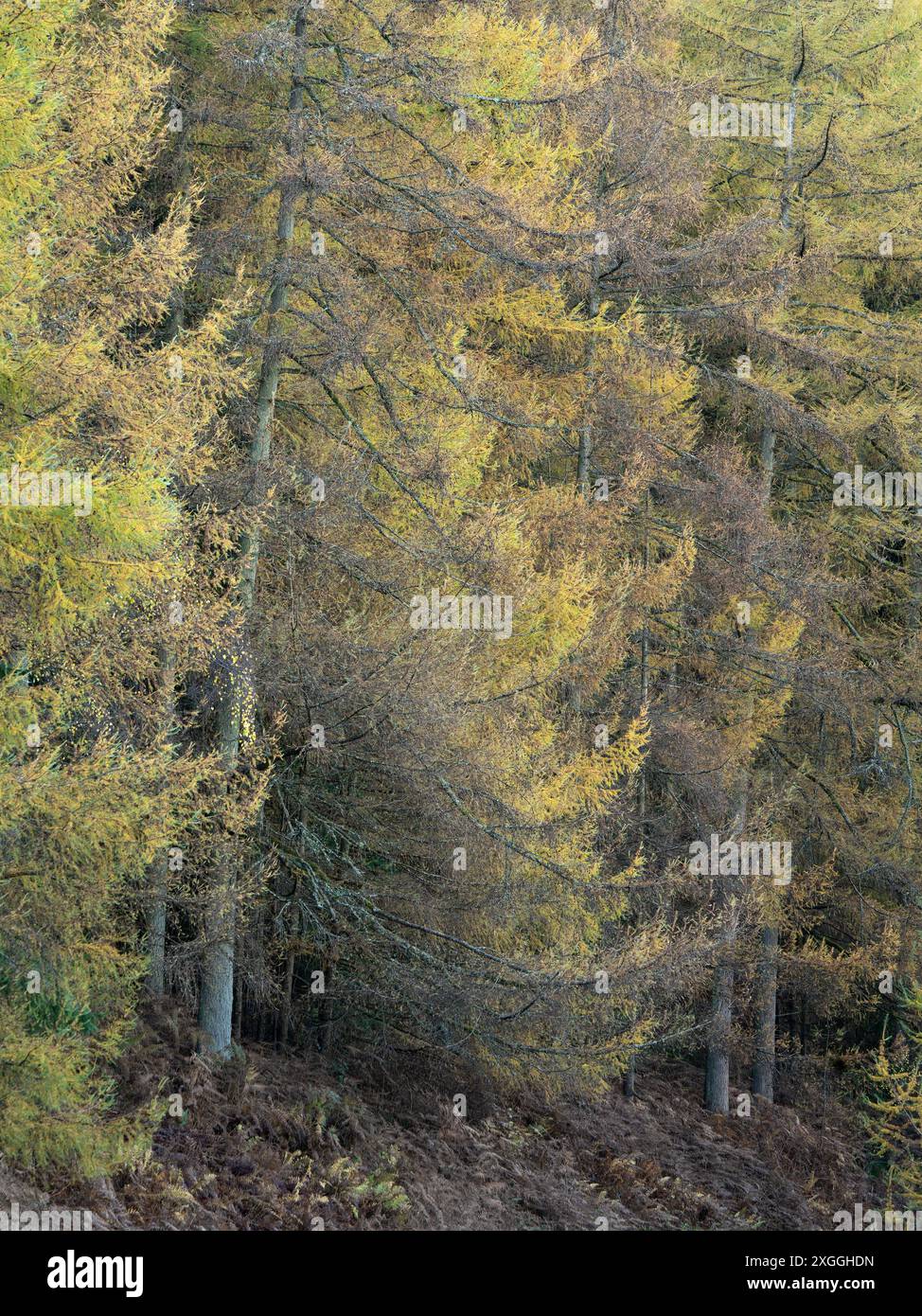 Mixed woodland at Mortimer Forest, Ludlow, Shropshire, UK Stock Photo ...