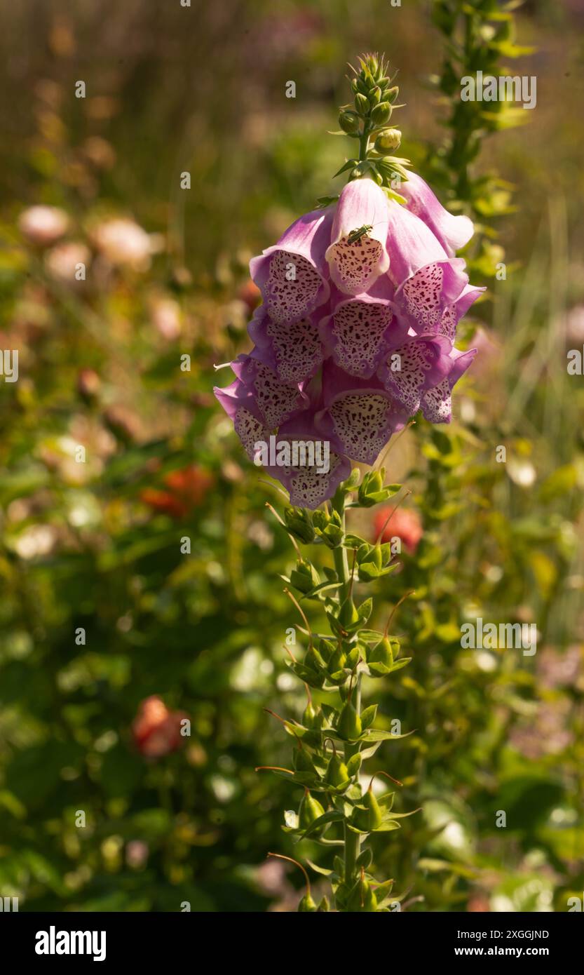 Digitalis, herbaceous, perennial plants, shrubs, biennials, commonly ...