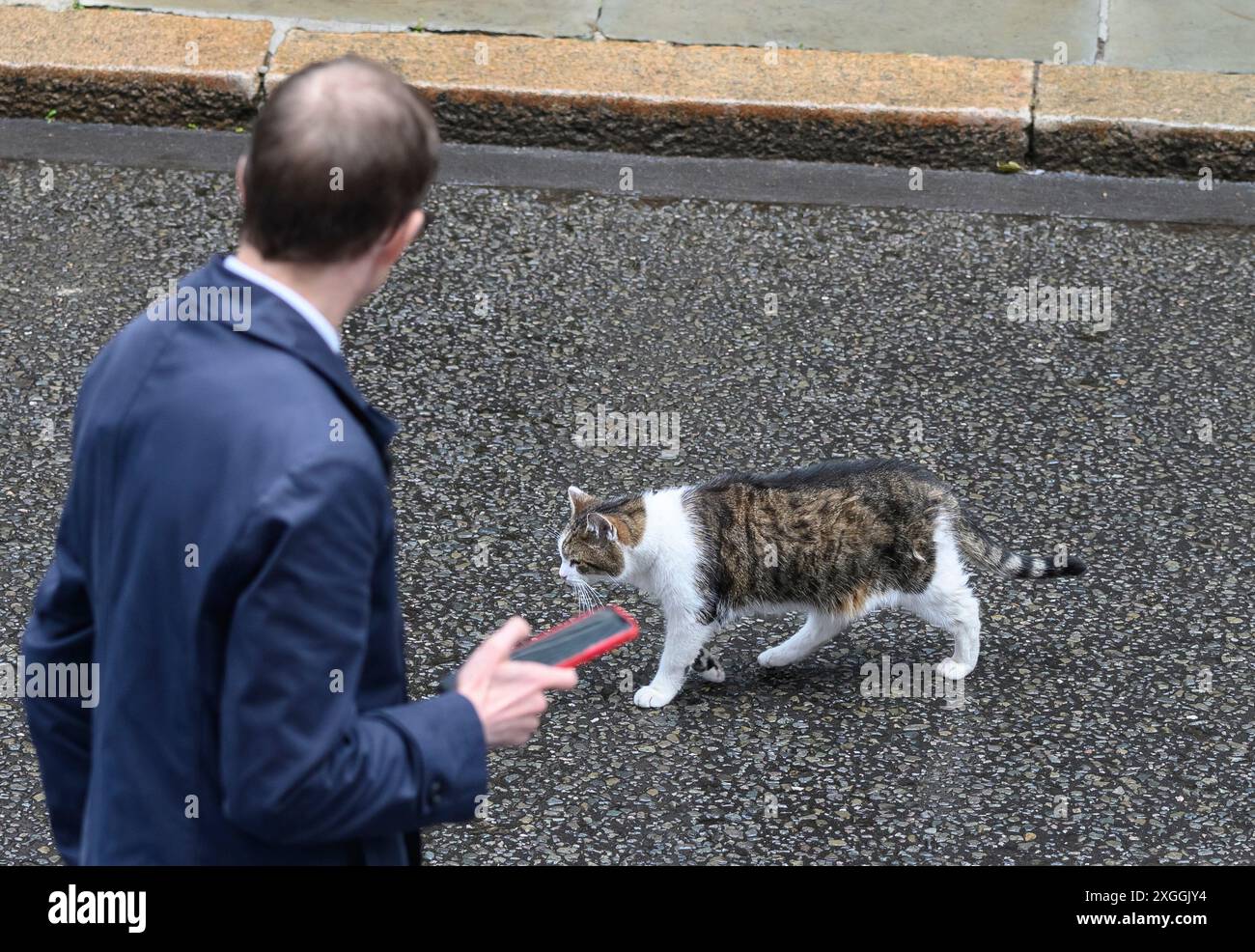 Larry the Cat - Chief Mouser to the Cabinet Office since 2011 - in ...