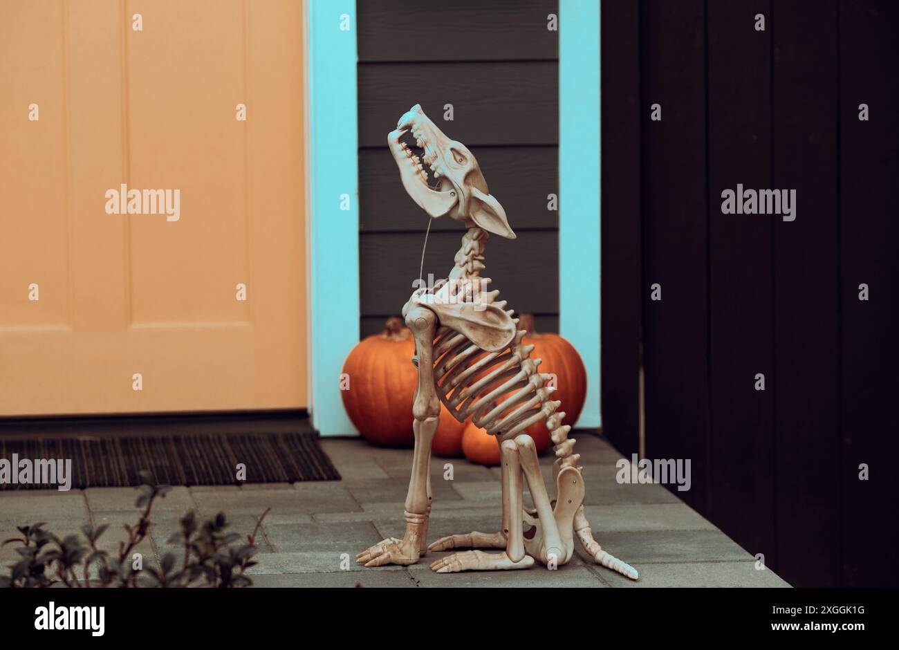 Halloween skeleton of scary dog. Halloween decoration with skeletons ...