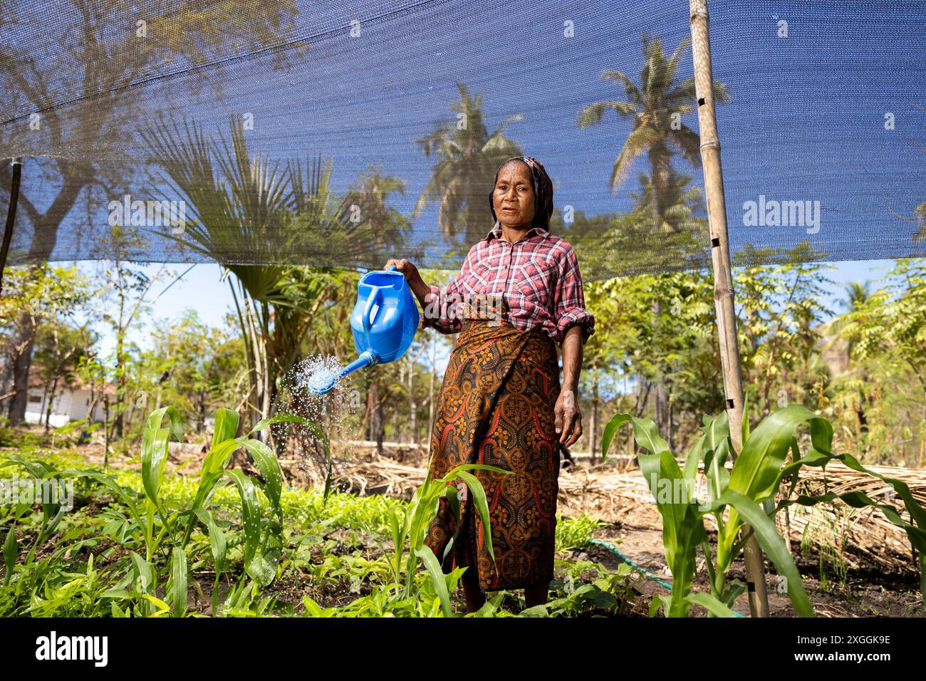 Vegetable farmer watering plants in her garden, Atauro Island, Timor ...