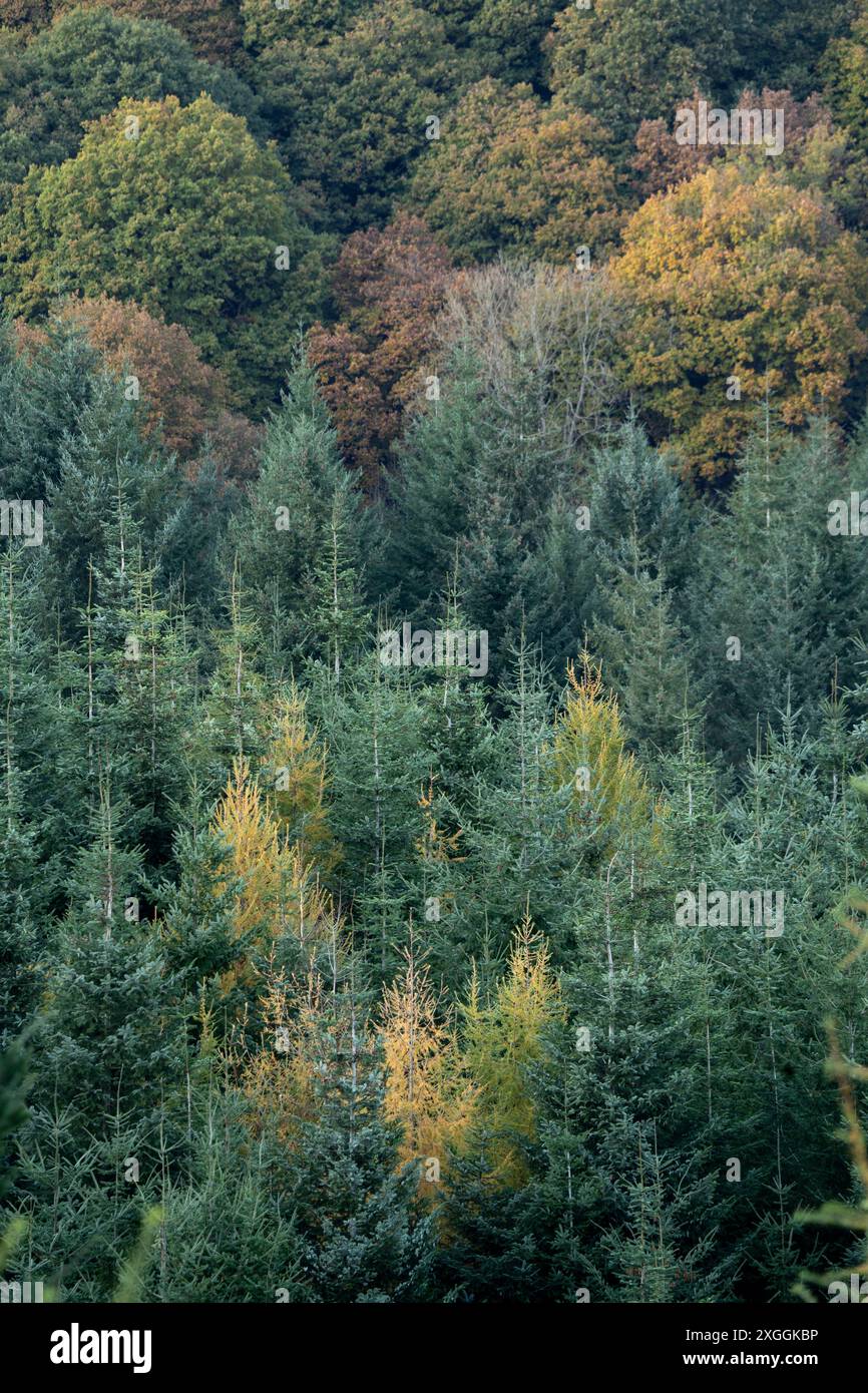 Mixed woodland at Mortimer Forest, Ludlow, Shropshire, UK Stock Photo ...