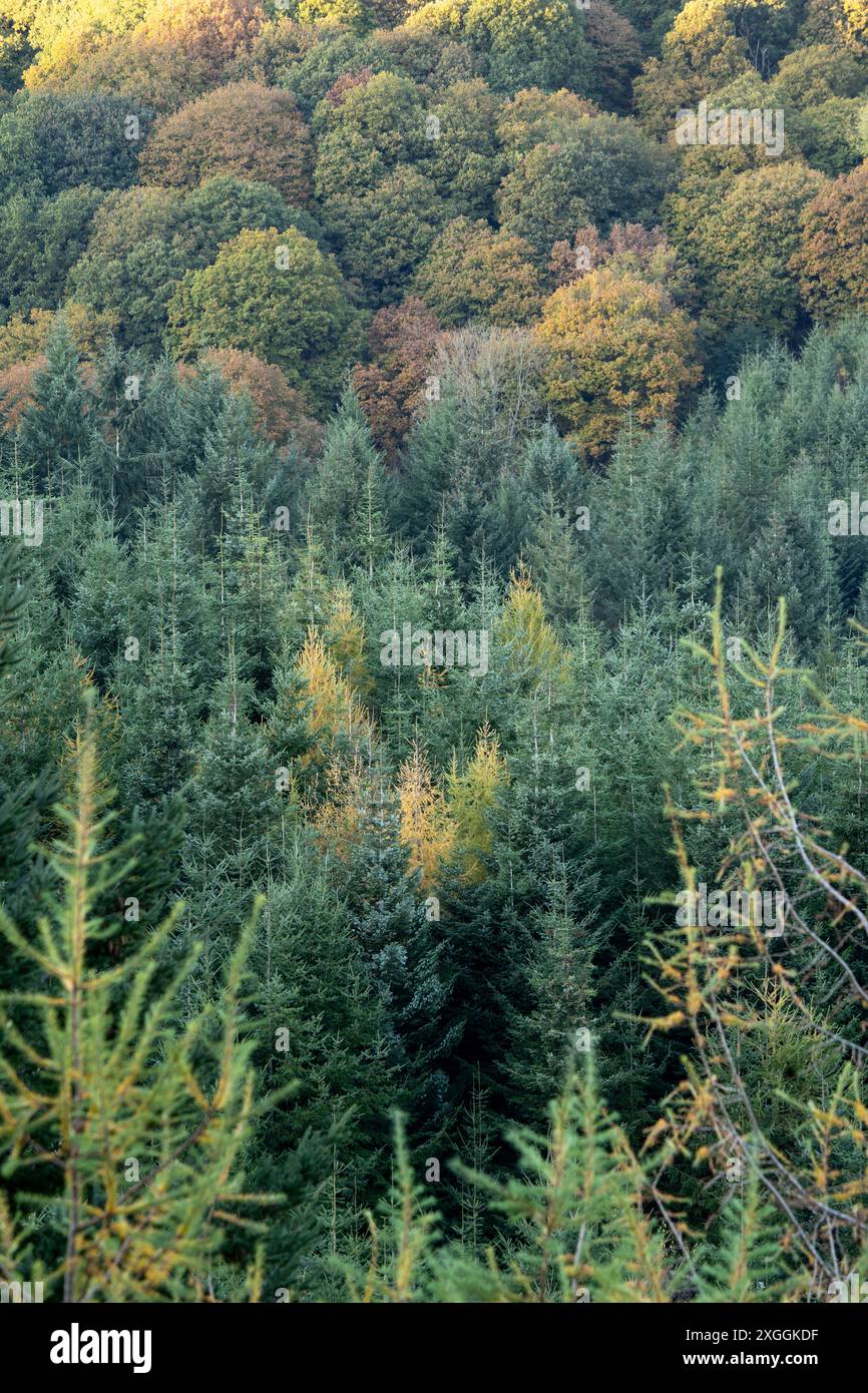 Mixed woodland at Mortimer Forest, Ludlow, Shropshire, UK Stock Photo ...