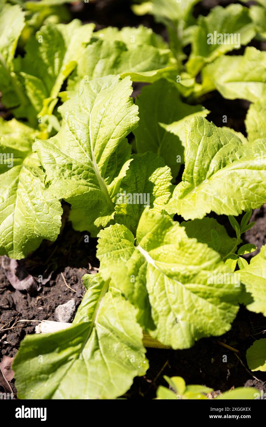 Timor leste agriculture hi-res stock photography and images - Alamy