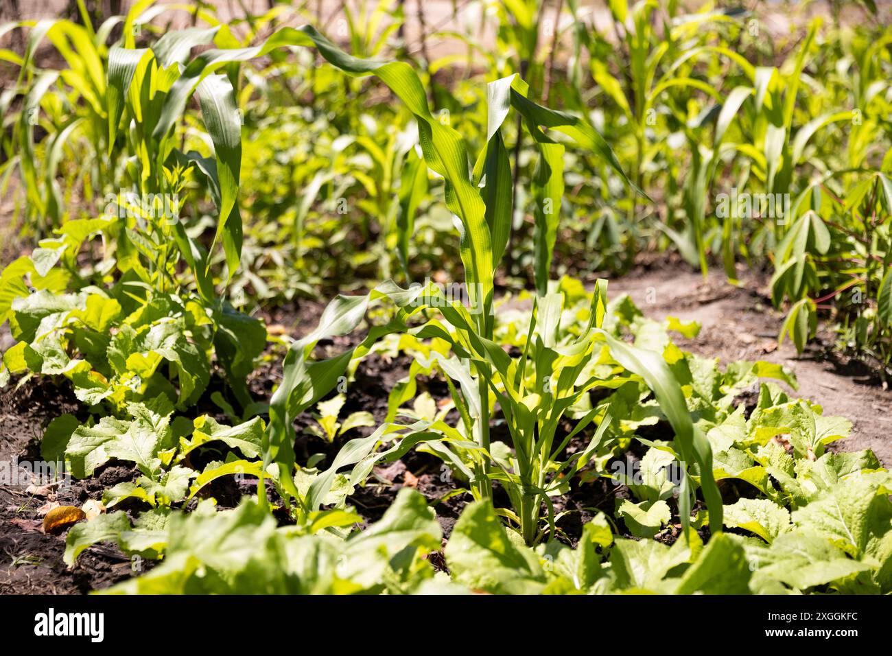 Rapa and corn plants in the garden, Atauro Island, Timor-Leste Stock ...
