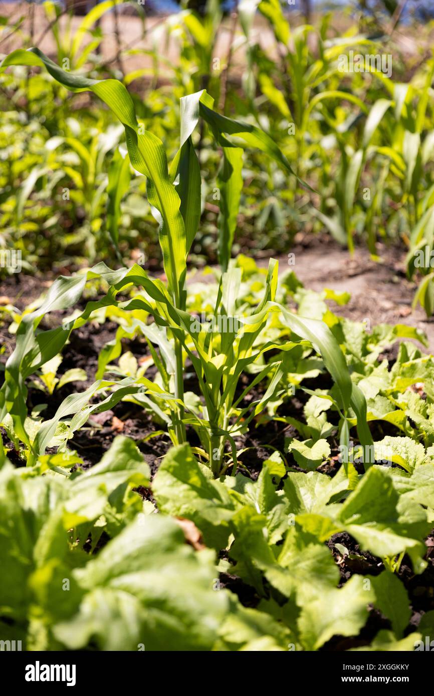 Organic farming timor hi-res stock photography and images - Alamy