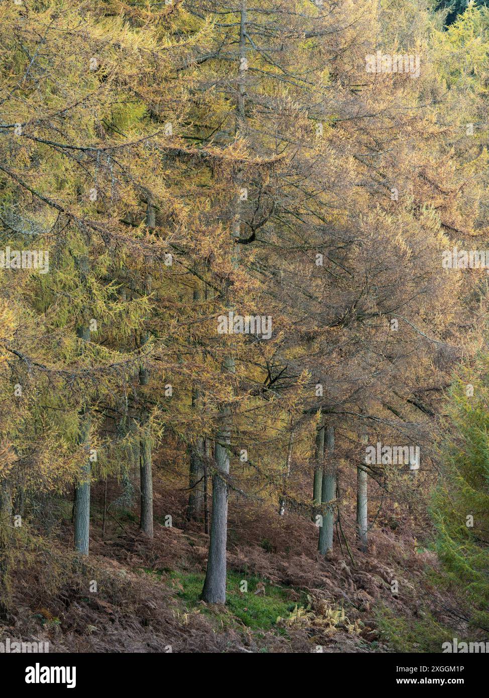 Mixed woodland at Mortimer Forest, Ludlow, Shropshire, UK Stock Photo ...