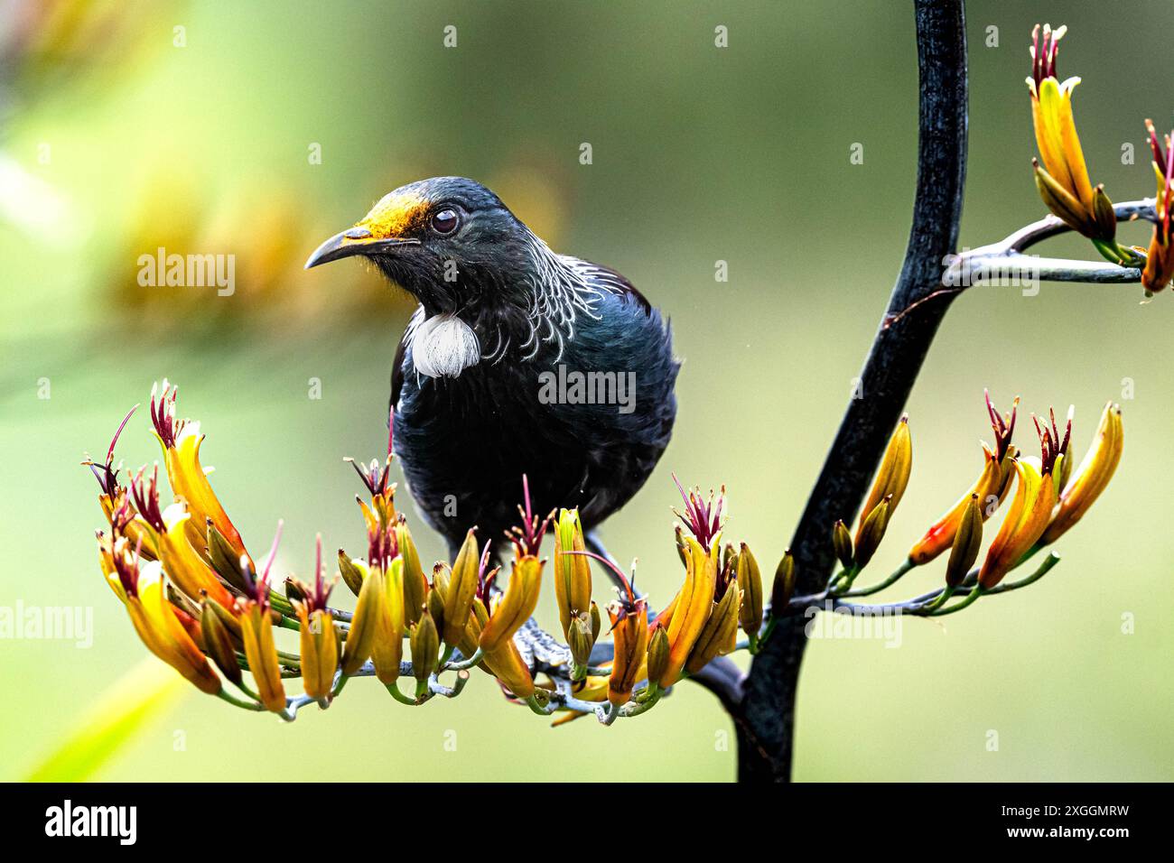 Tui enjoying fresh nectar Stock Photo - Alamy
