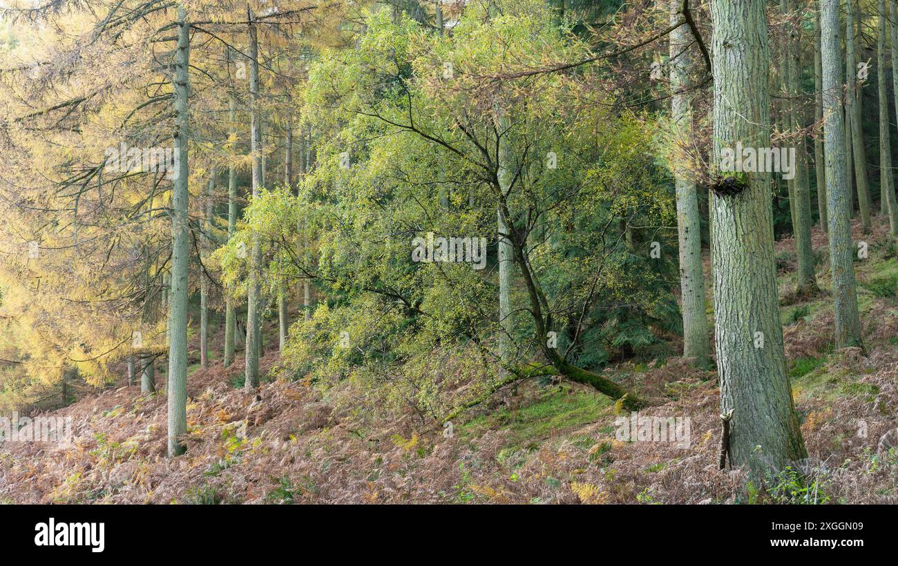 Mixed woodland at Mortimer Forest, Ludlow, Shropshire, UK Stock Photo ...