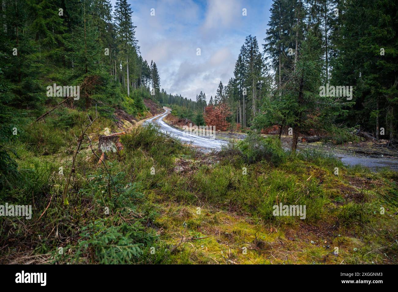 Coniferous forest with blueberry vegetation and small road in rainy ...