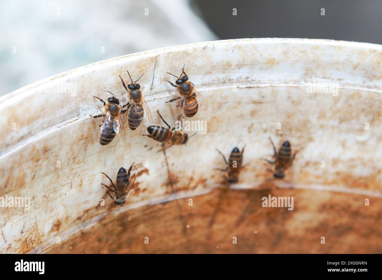 Group of bees are gathered around a bucket of water. Bees are all busy ...