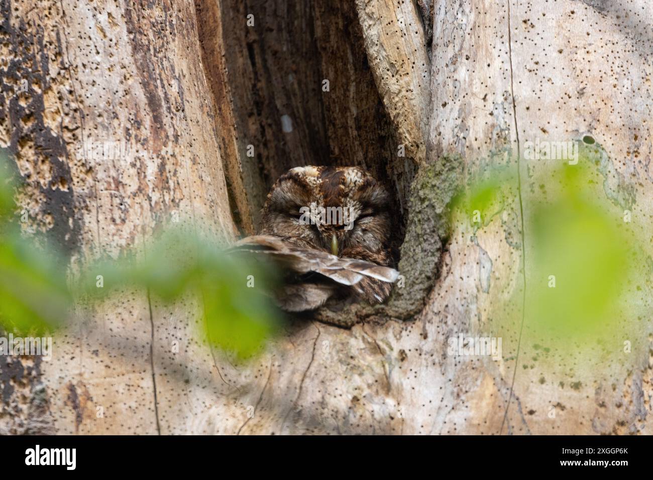 Tawny Owl sat on a nest in a dead tree, County Durham, England, UK ...
