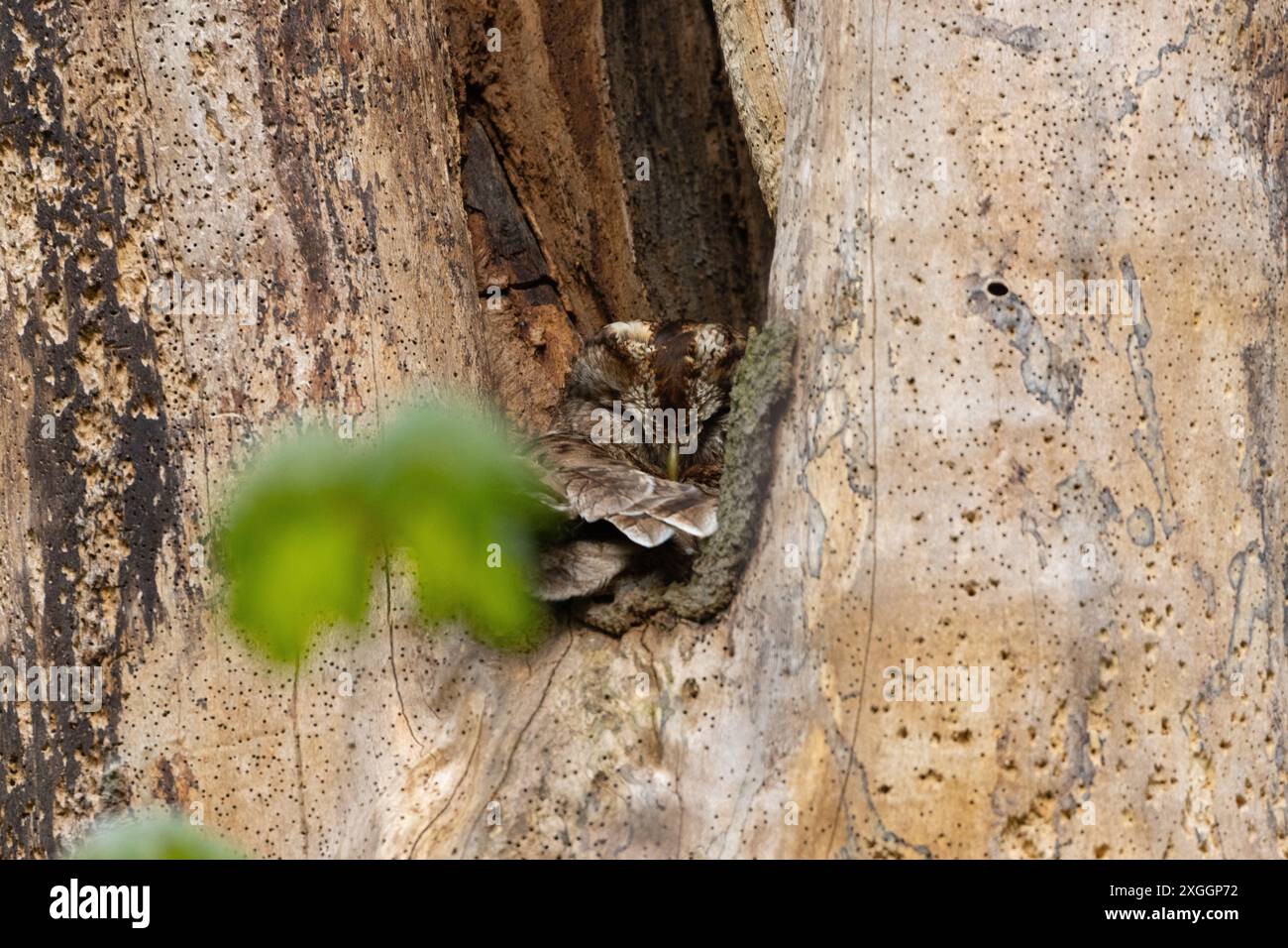 Tawny Owl sat on a nest in a dead tree, County Durham, England, UK ...