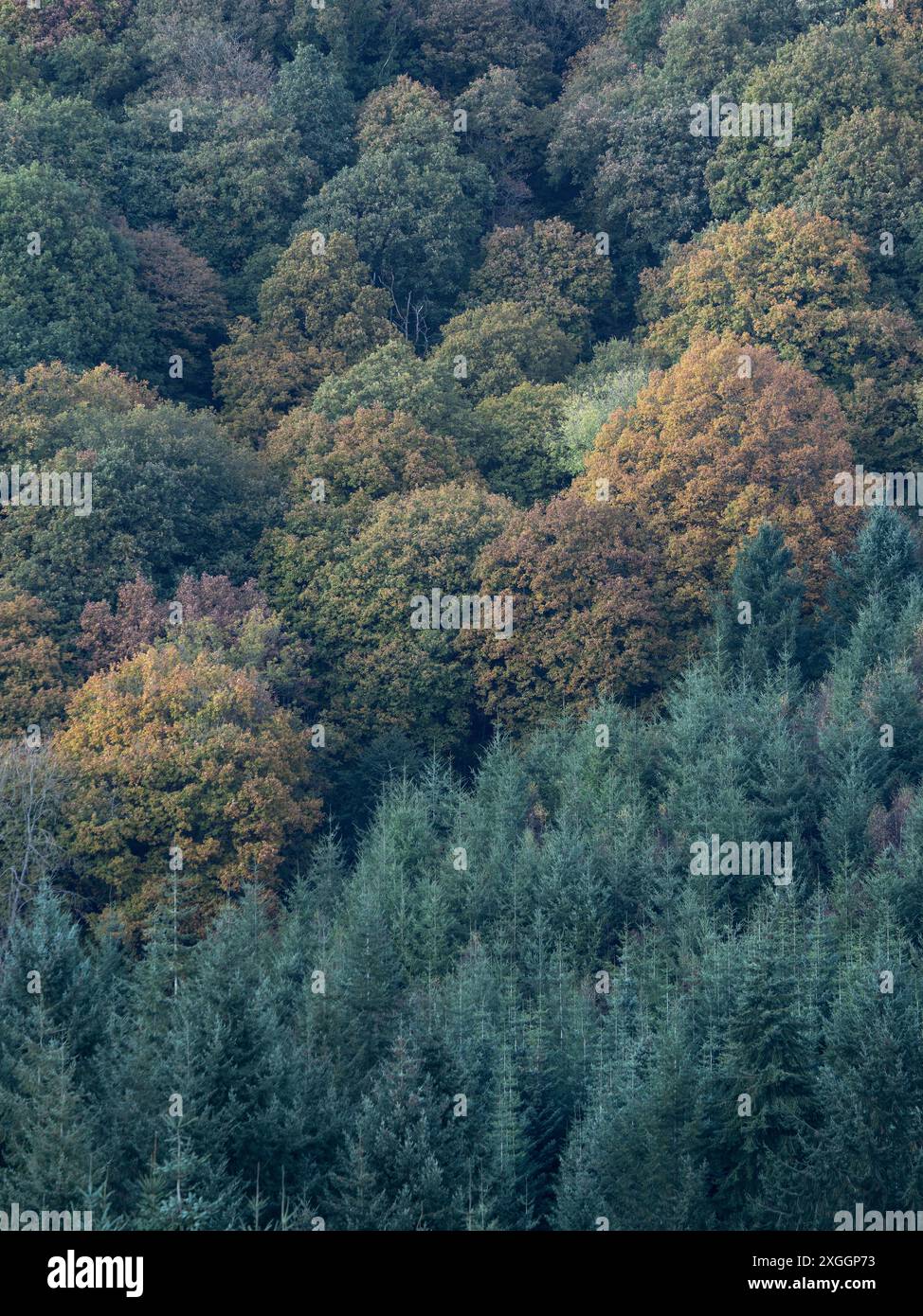Mixed woodland at Mortimer Forest, Ludlow, Shropshire, UK Stock Photo ...
