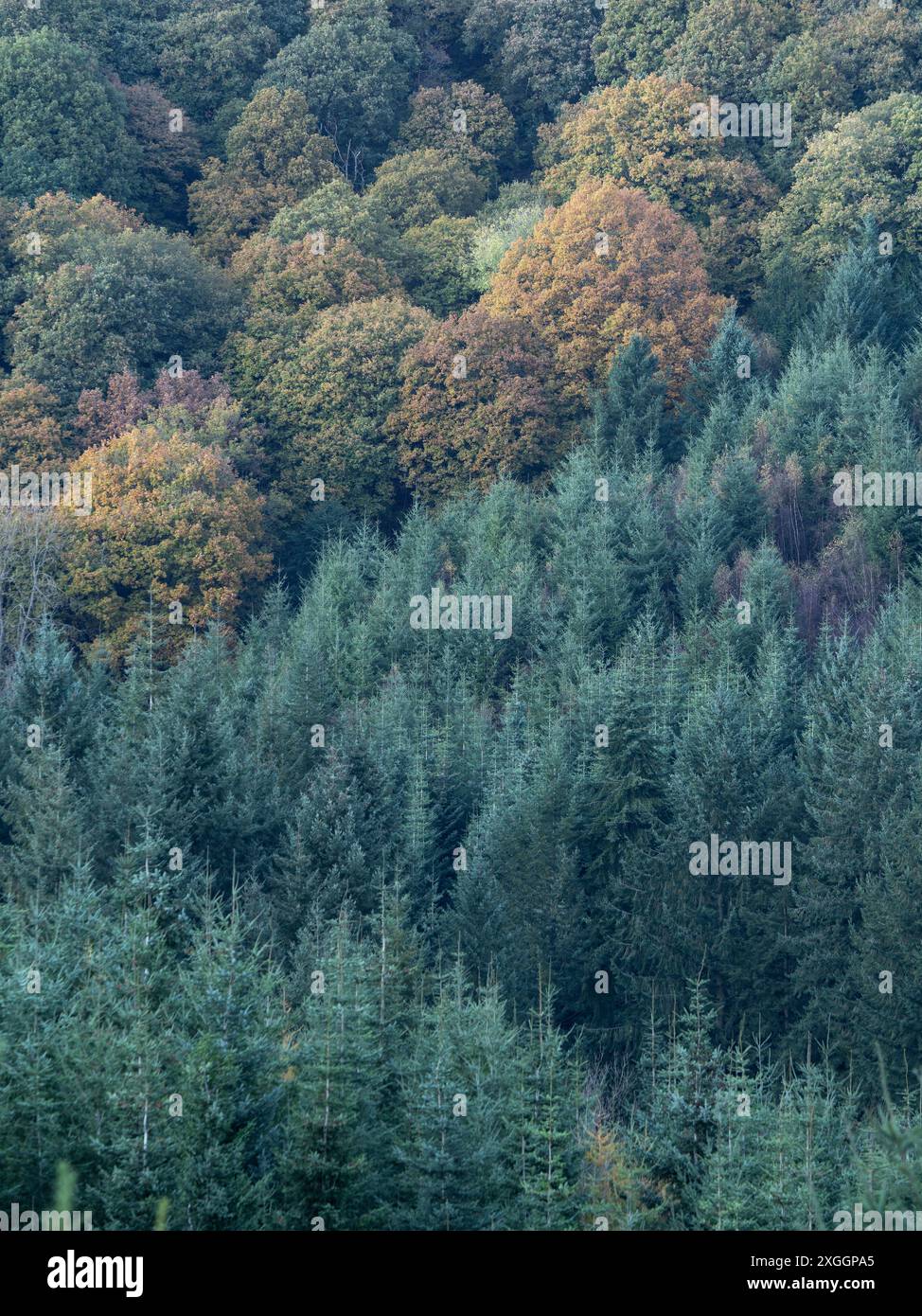 Mixed woodland at Mortimer Forest, Ludlow, Shropshire, UK Stock Photo ...