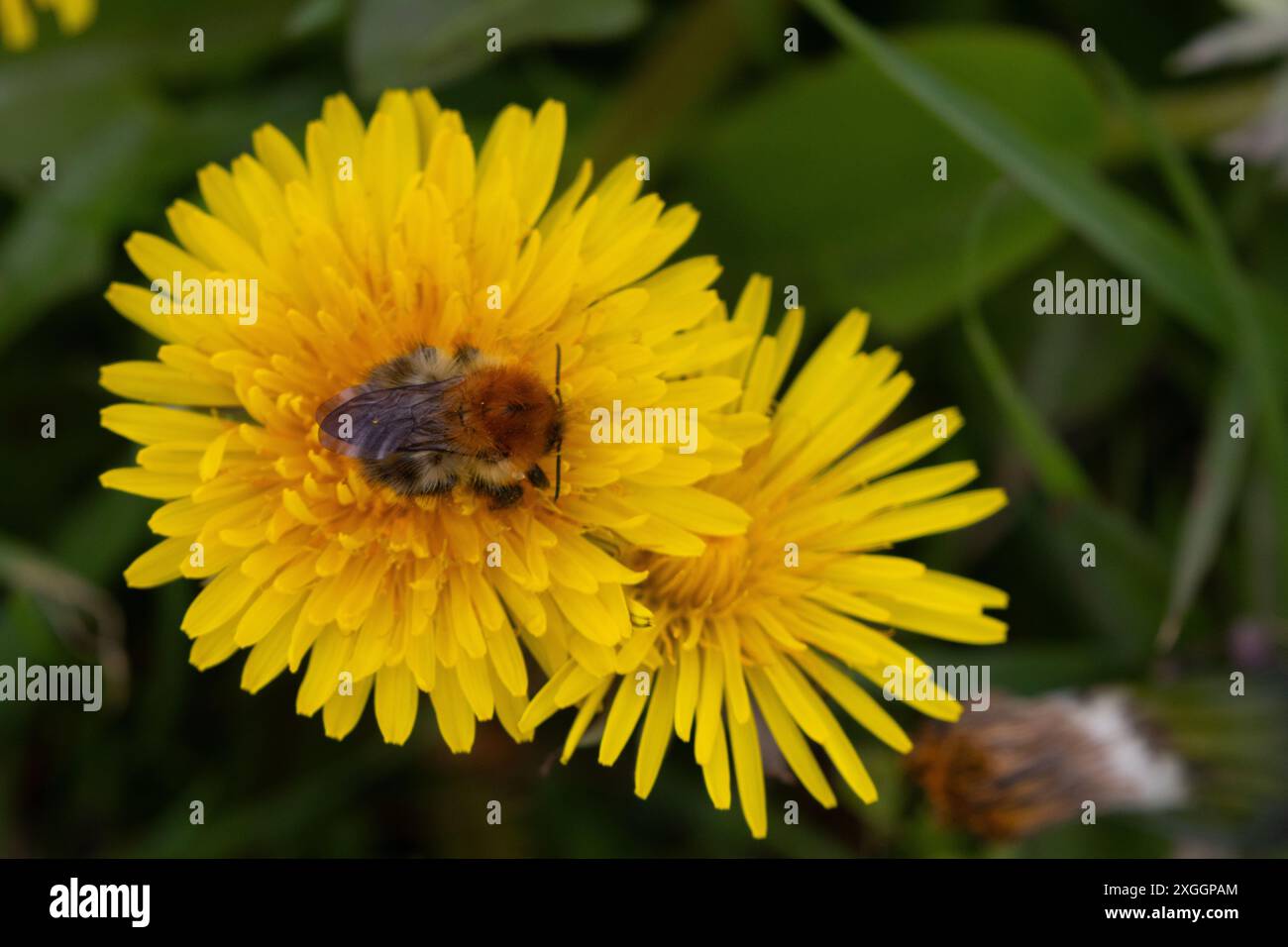 Carder Bumblebee sheltering from the cold in a Common Dandelion flower ...