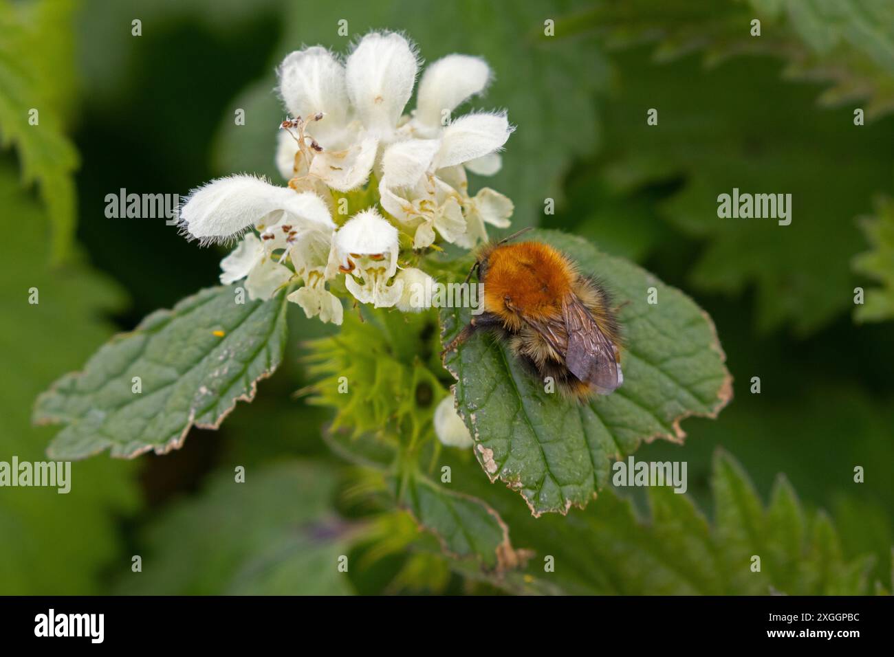 Carder Bumblebee feeding from White Dead Nettles. County Durham ...