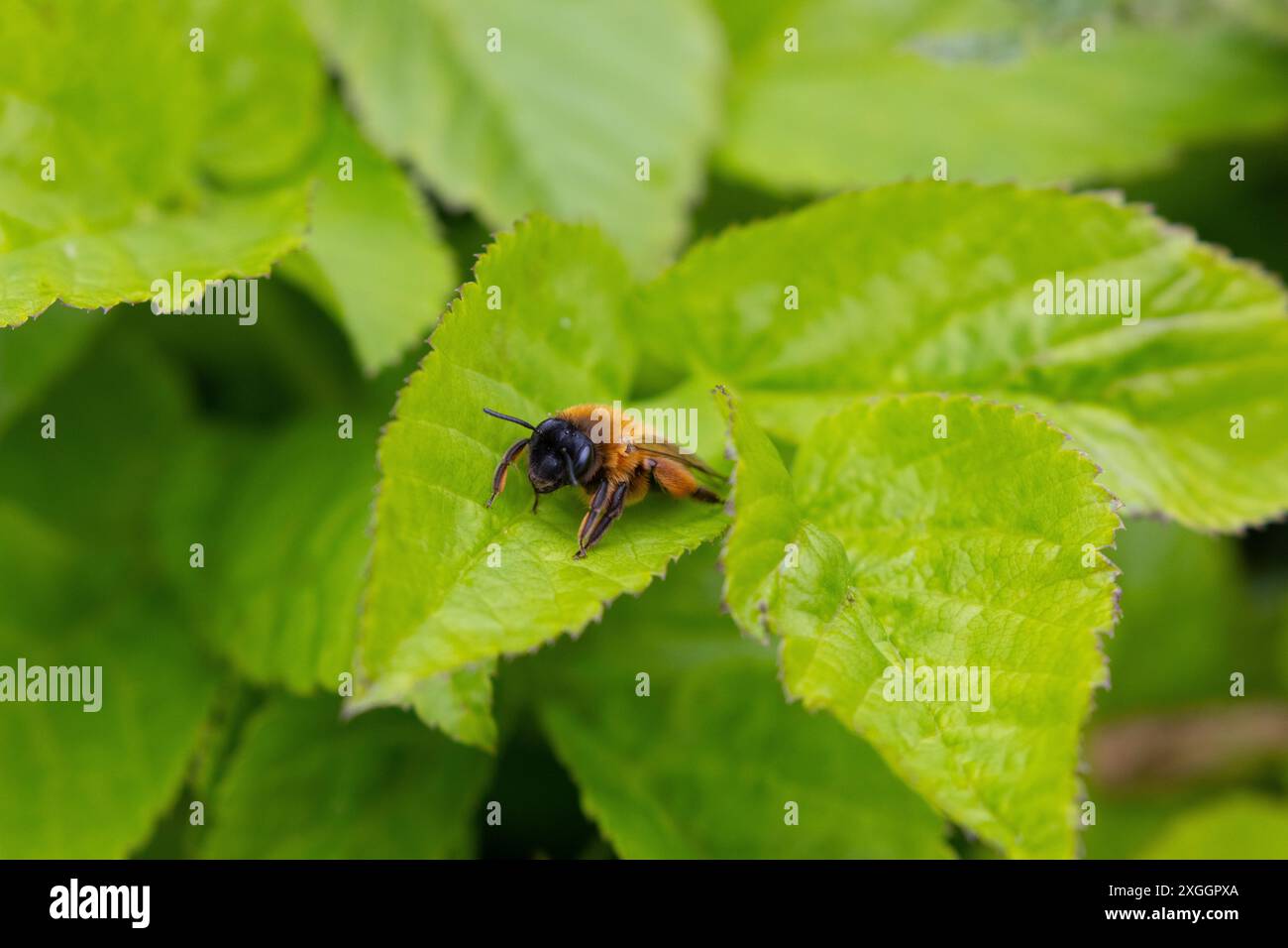 Buffish Mining Bee sat on Bramble Leaves, County Durham, England, UK ...